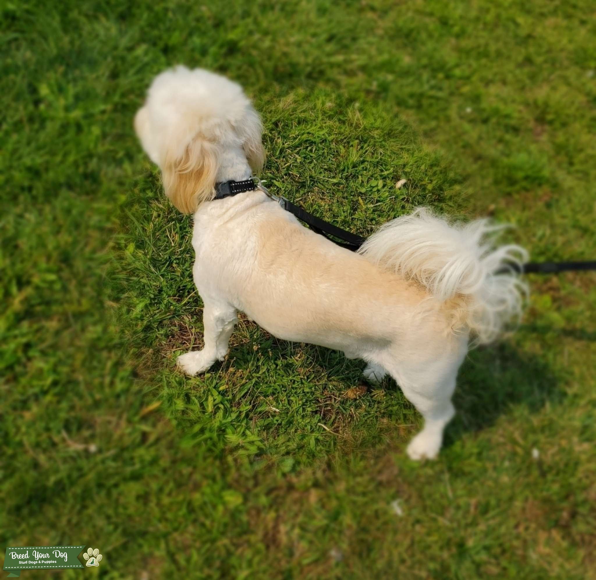 White, Tan Maltipoo - Stud Dog in California, the United States | Breed ...
