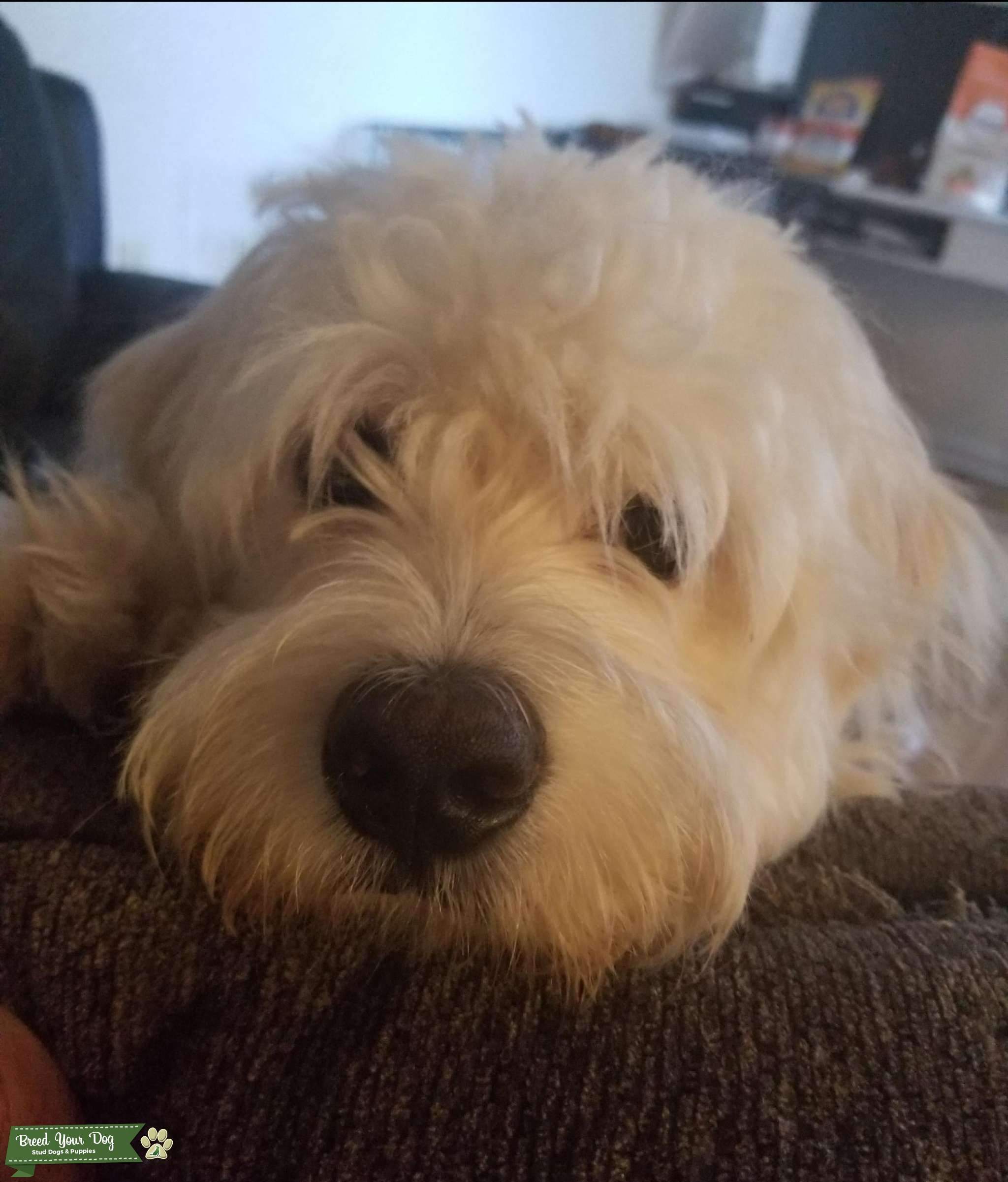 White, Tan Maltipoo - Stud Dog in California, the United States | Breed ...