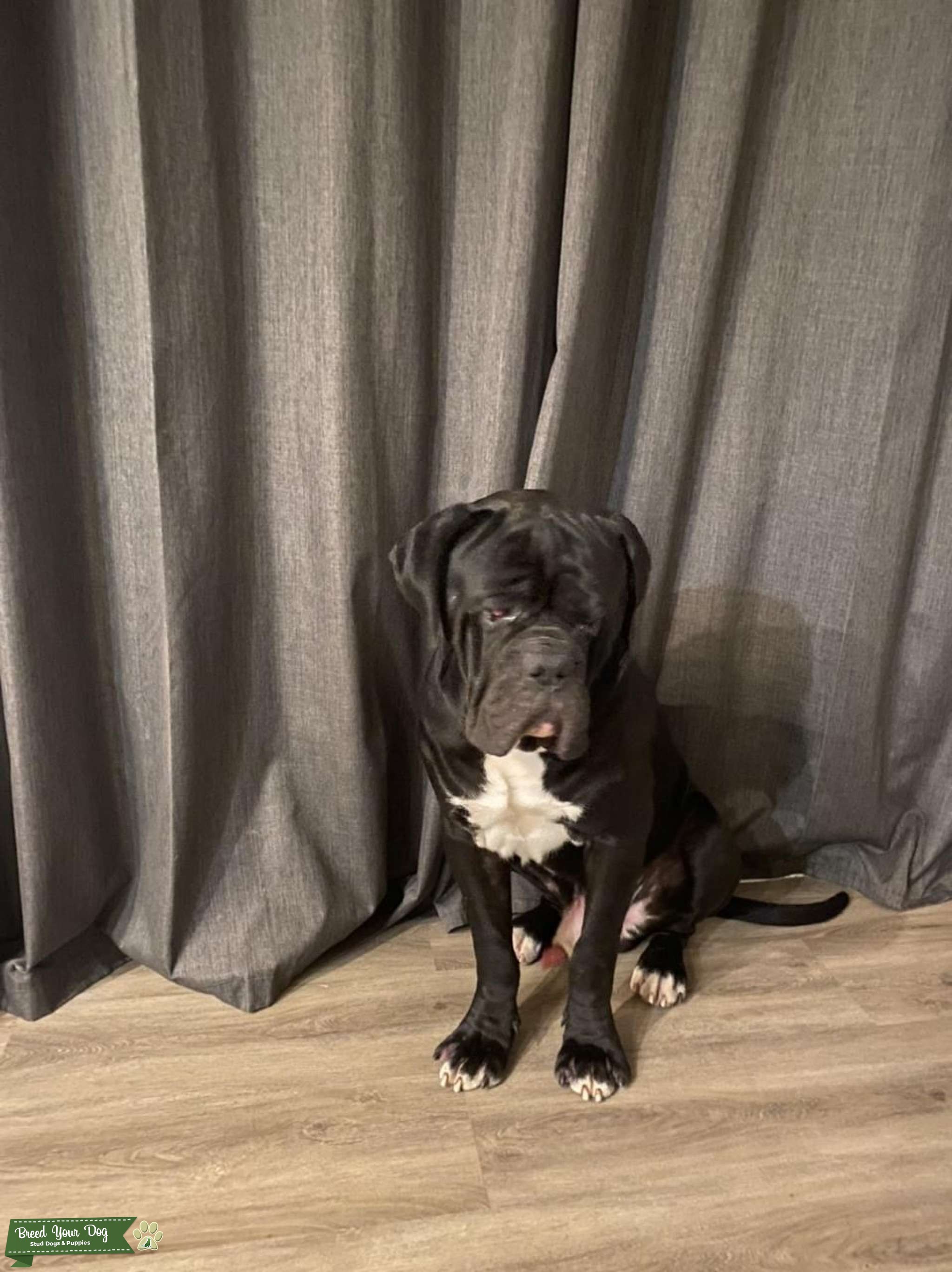 High Gloss Black Cane Corso - Stud Dog North West - Breed Your Dog