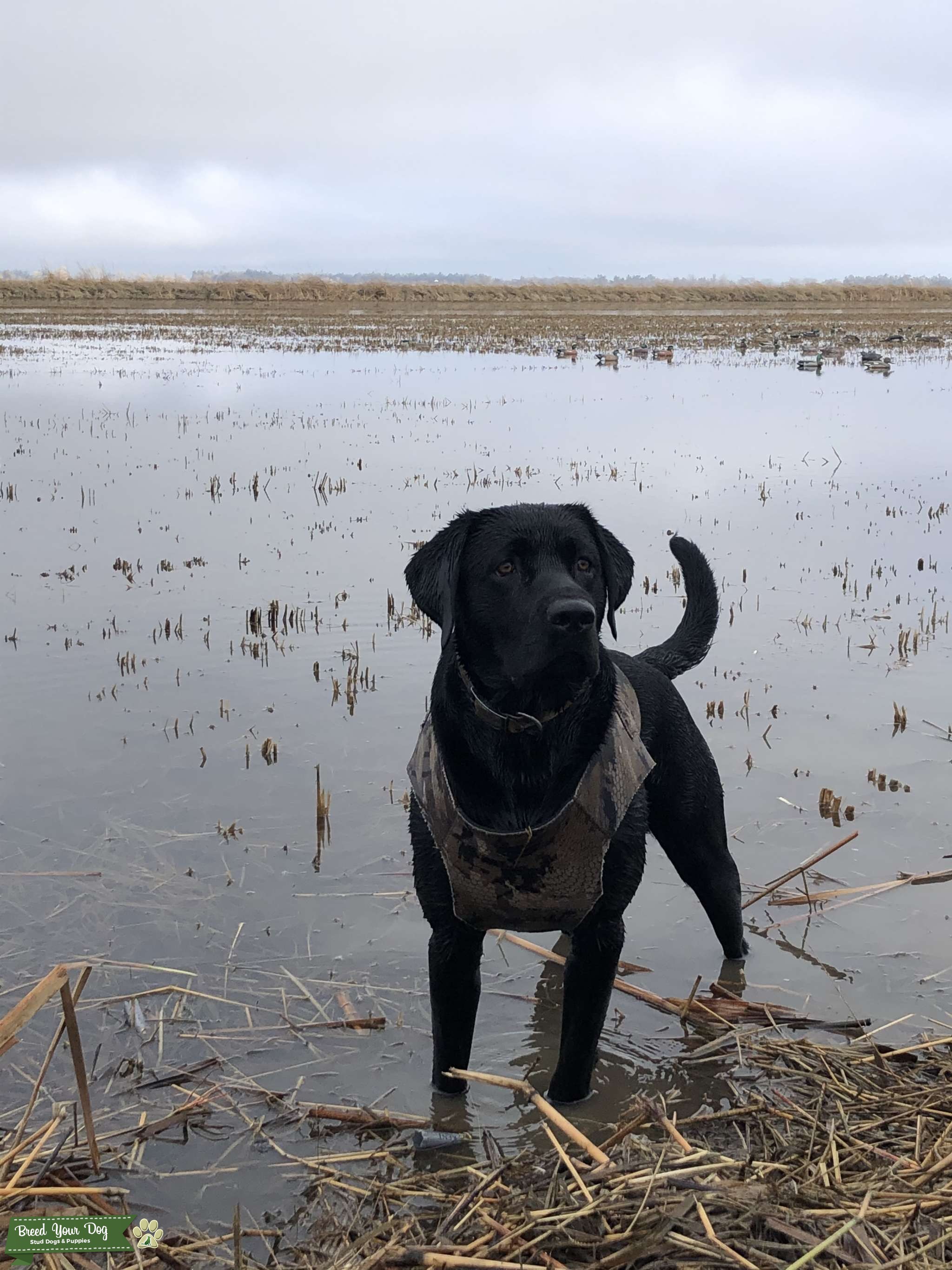 Full Blood Black Lab - Stud Dog in California, the United States ...