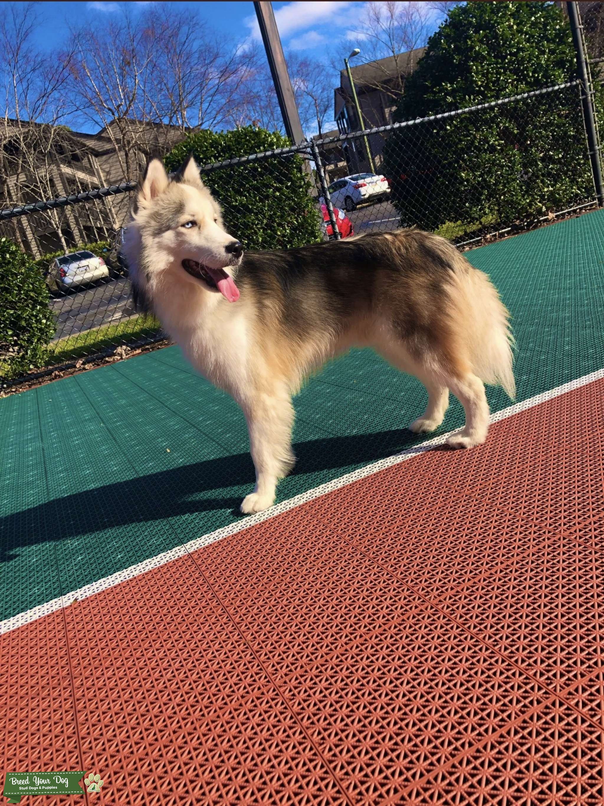 Fredo Santana The Sable Siberian Husky - Stud Dog in North Carolina ...