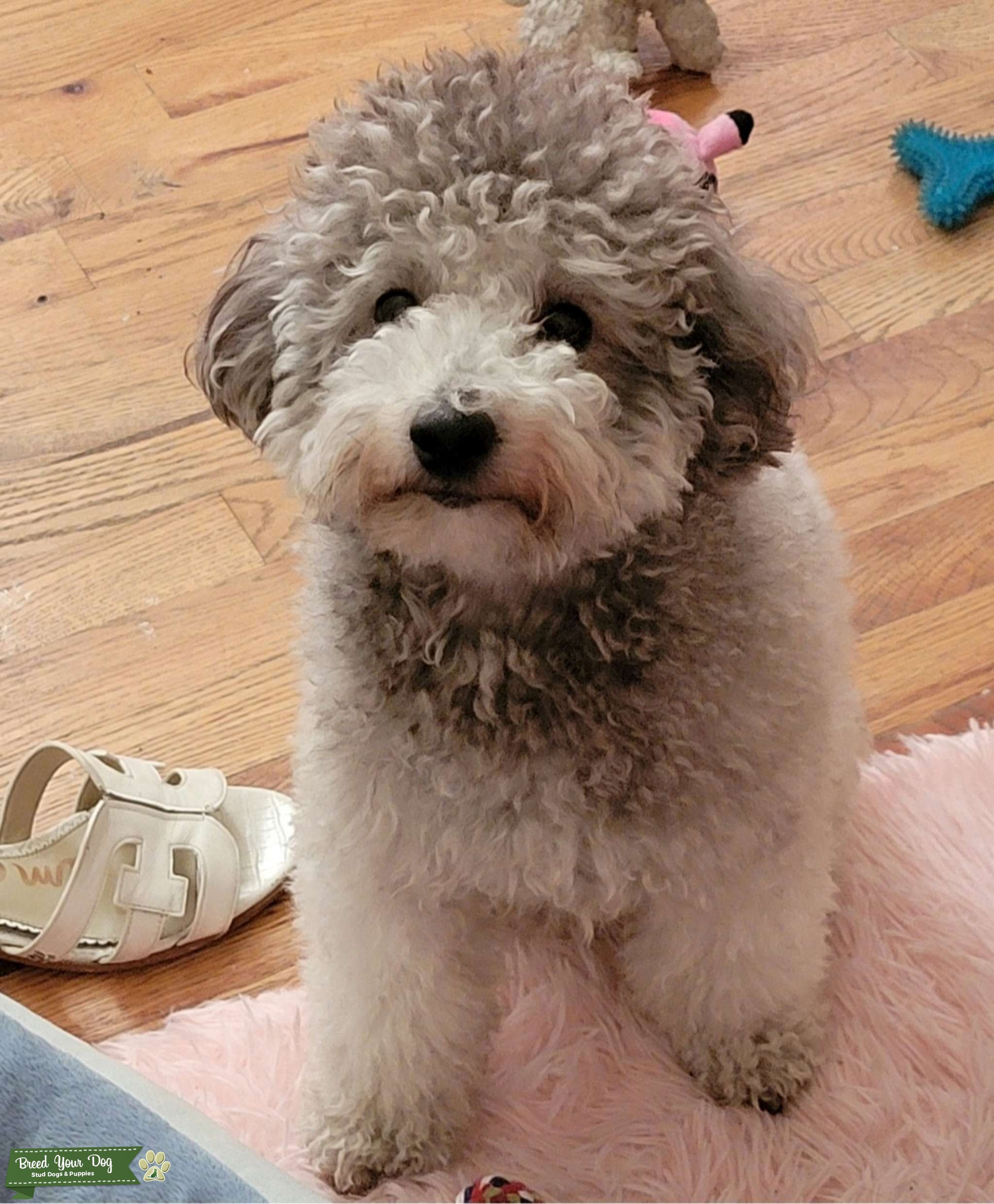 Miniature Silver Poodle - Stud Dog in New York New York, the United ...