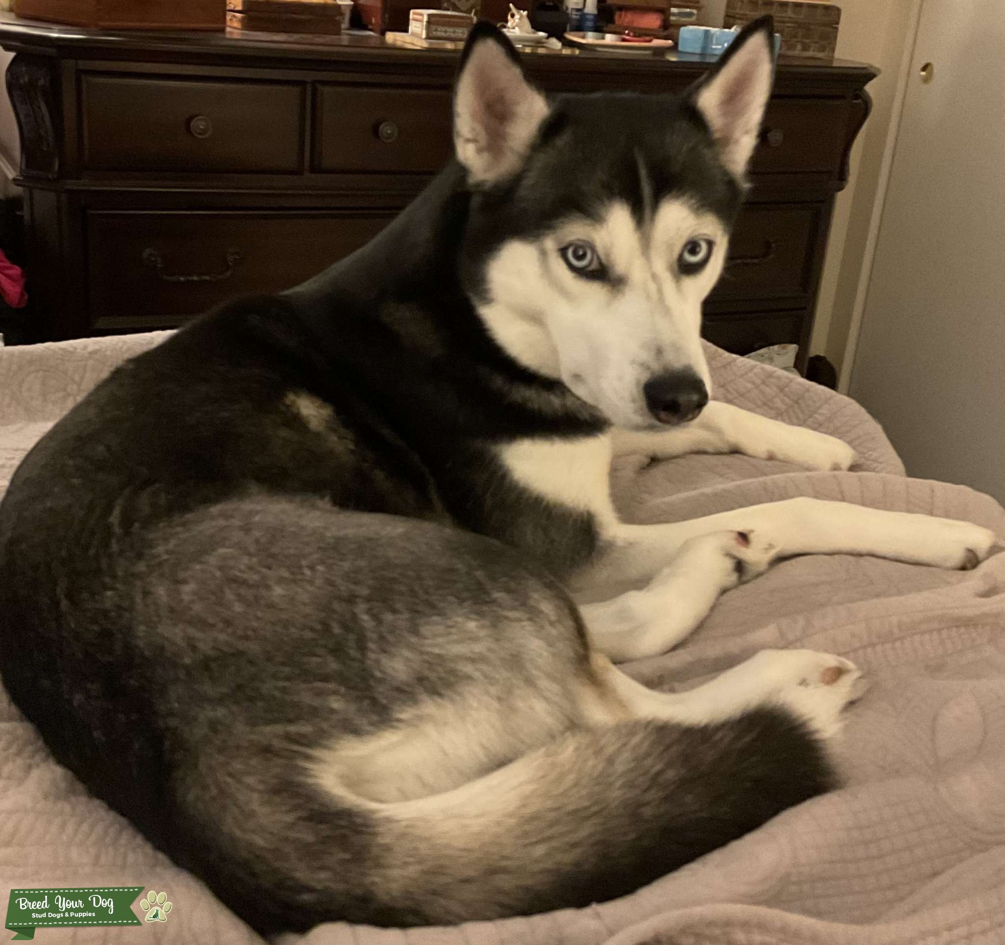 Female AKC Siberian Husky - Stud Dog in Ohio, United States | Breed ...