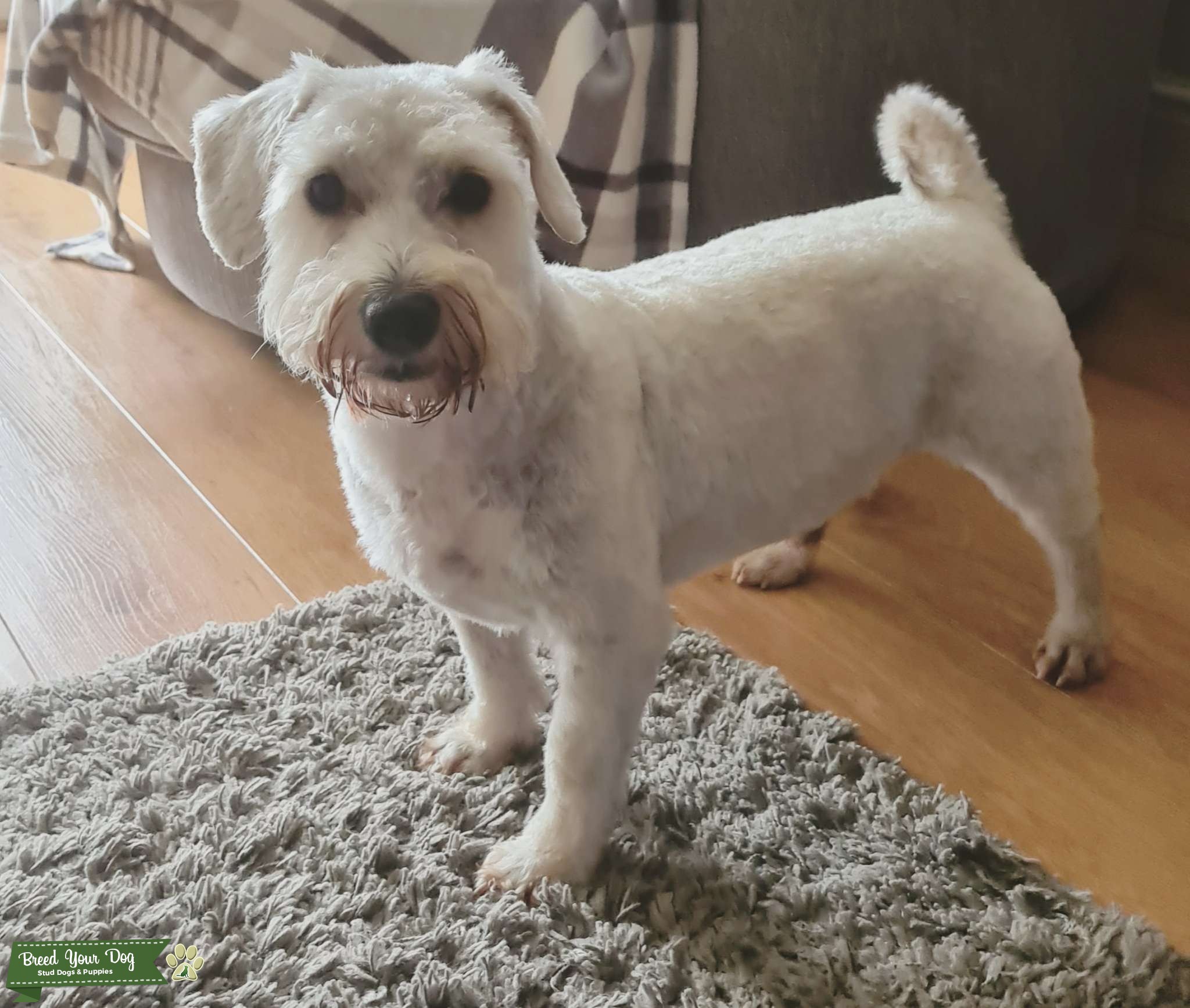 Schnoodle (white) - Stud Dog Northumberland - Breed Your Dog