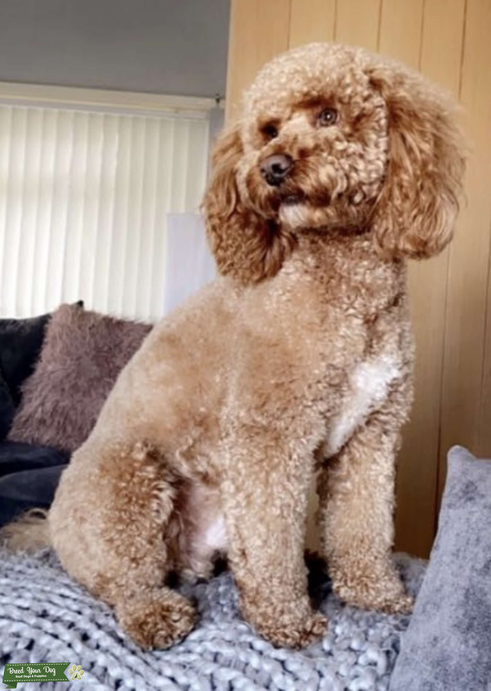 Proven F1B Cockapoo for stuf - Stud Dog West Yorkshire - Breed Your Dog