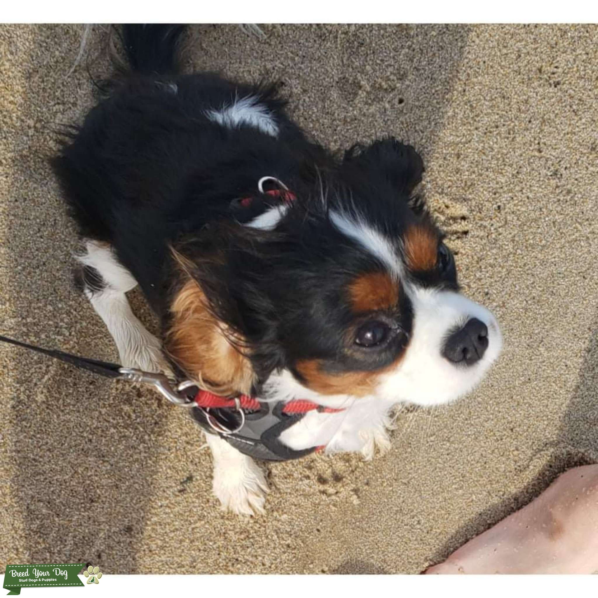 Cutest little cavi girl - Stud Dog in MA, United States | Breed Your Dog