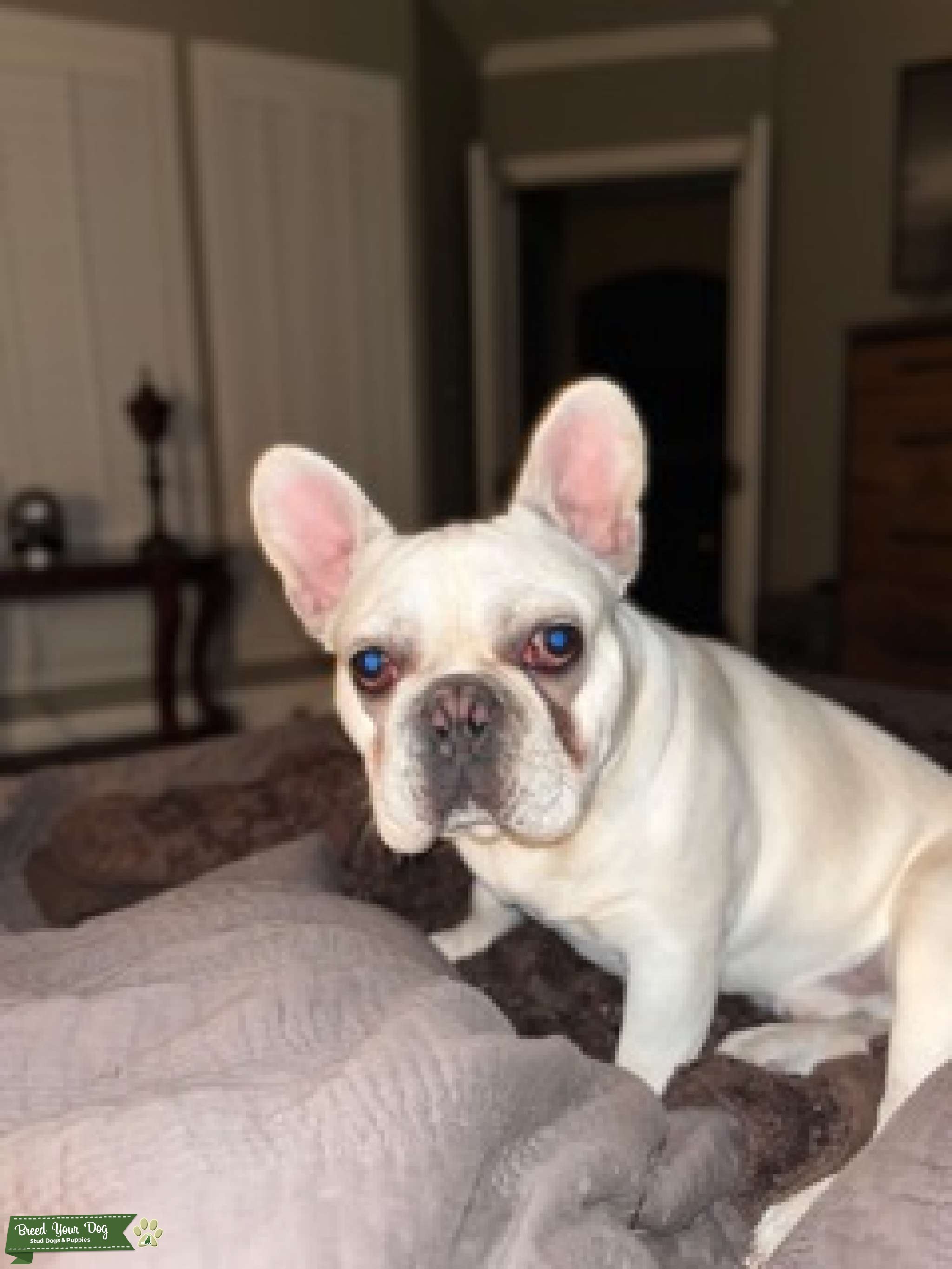 Cream French Bulldog - Stud Dog in MI, the United States | Breed Your Dog