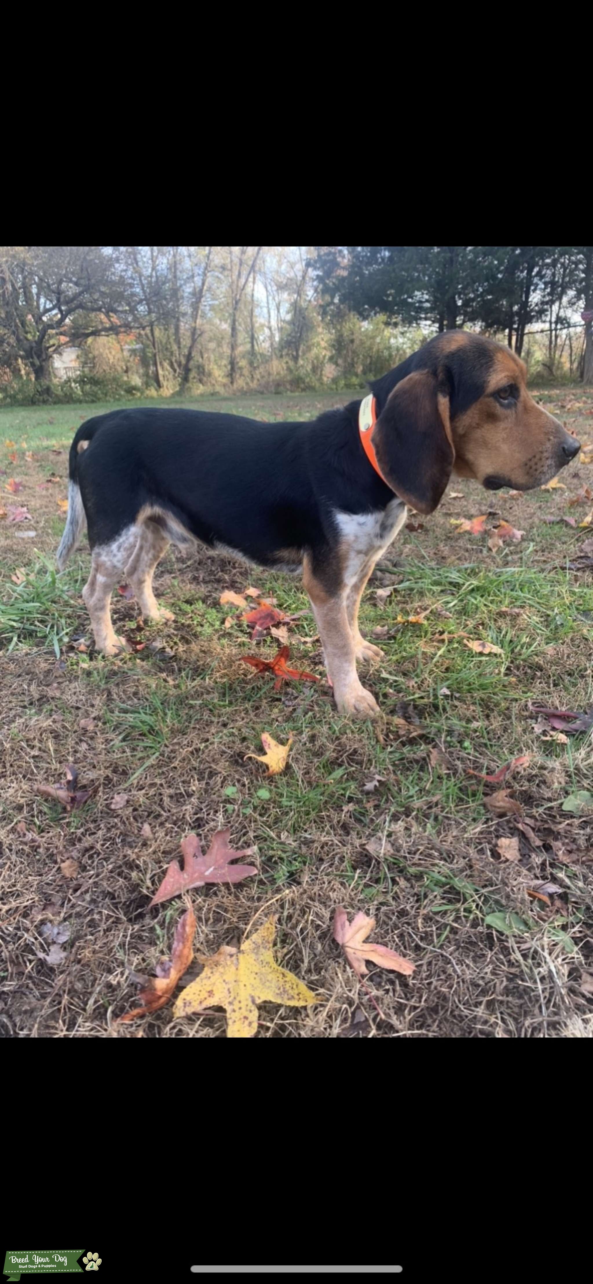 Stud bluetick beagle - Stud Dog in Virginia , the United States | Breed ...