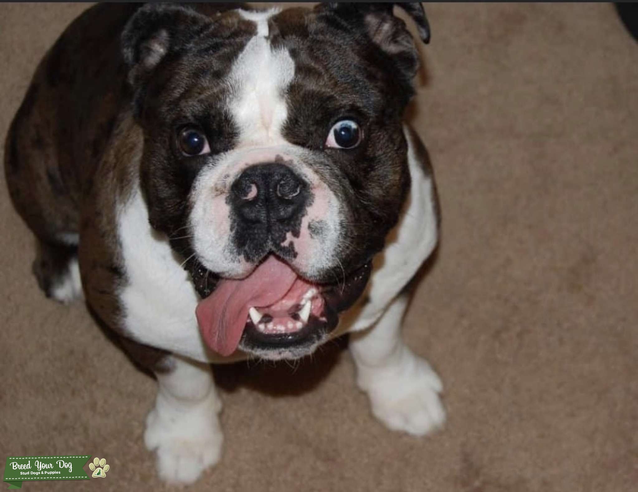 Black seal Merle English Bulldog - Stud Dog Yorktown, VA - Breed Your Dog