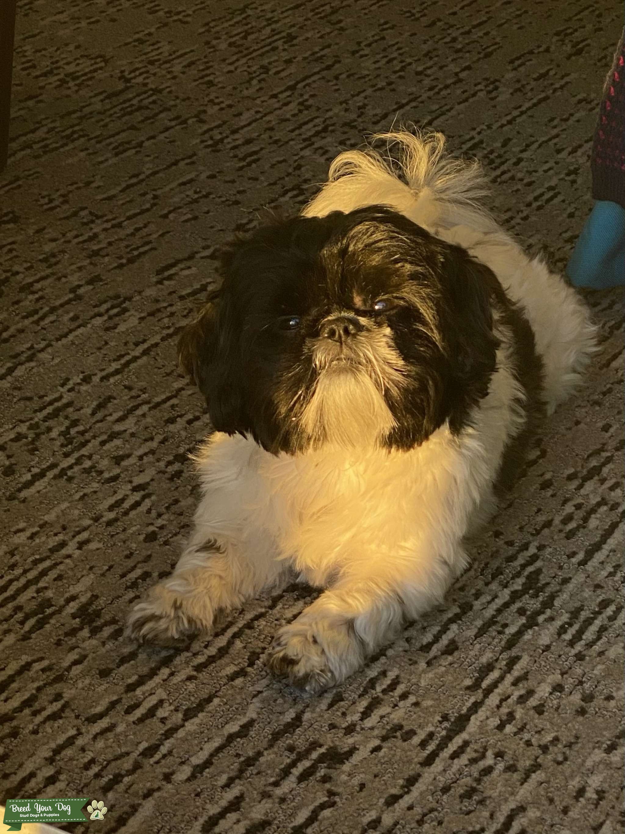 Male Shih-Tzu - Stud Dog in IN, United States | Breed Your Dog