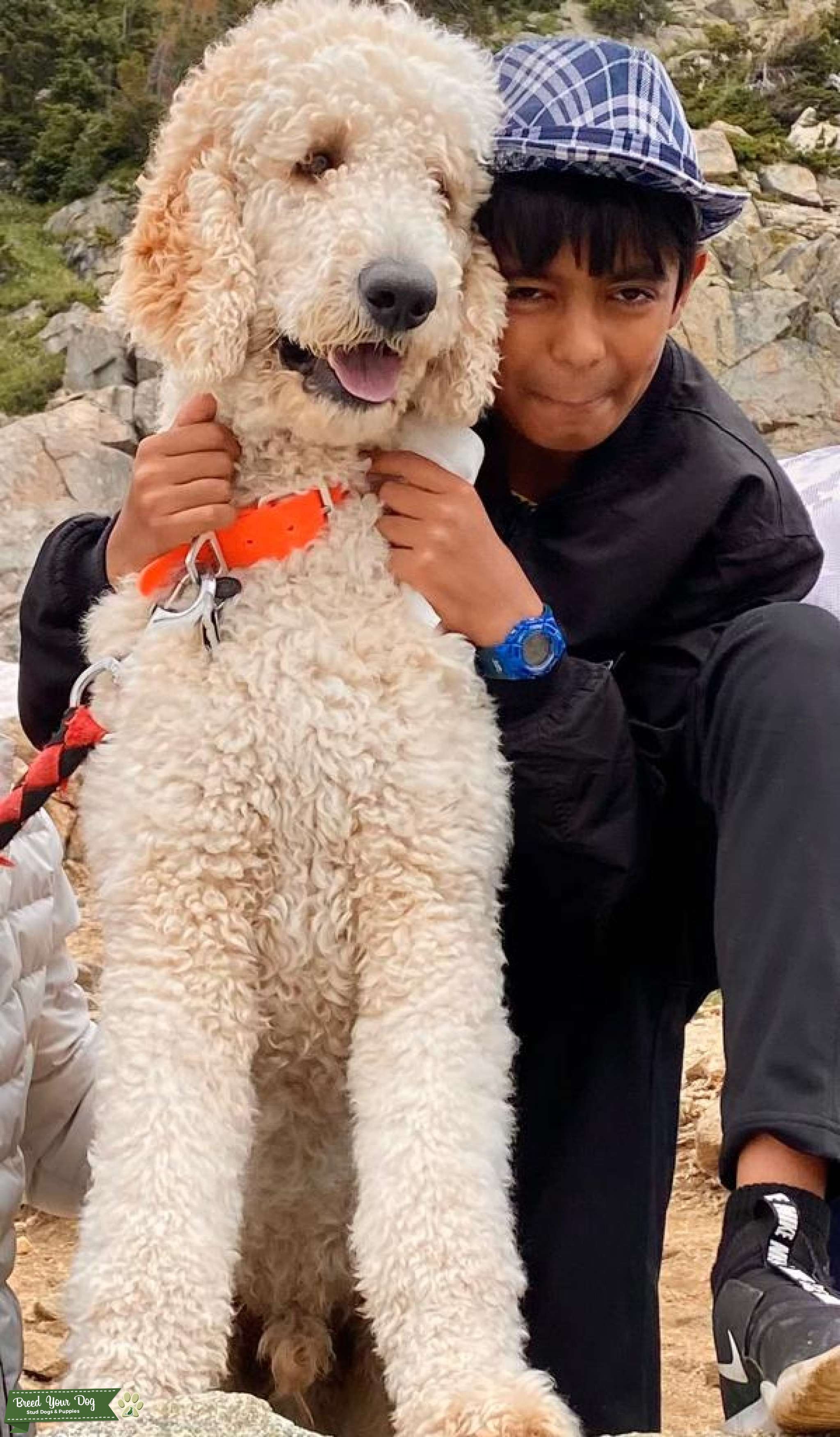 Handsome and confidant extra large Poodle - Stud Dog in CO, the United ...