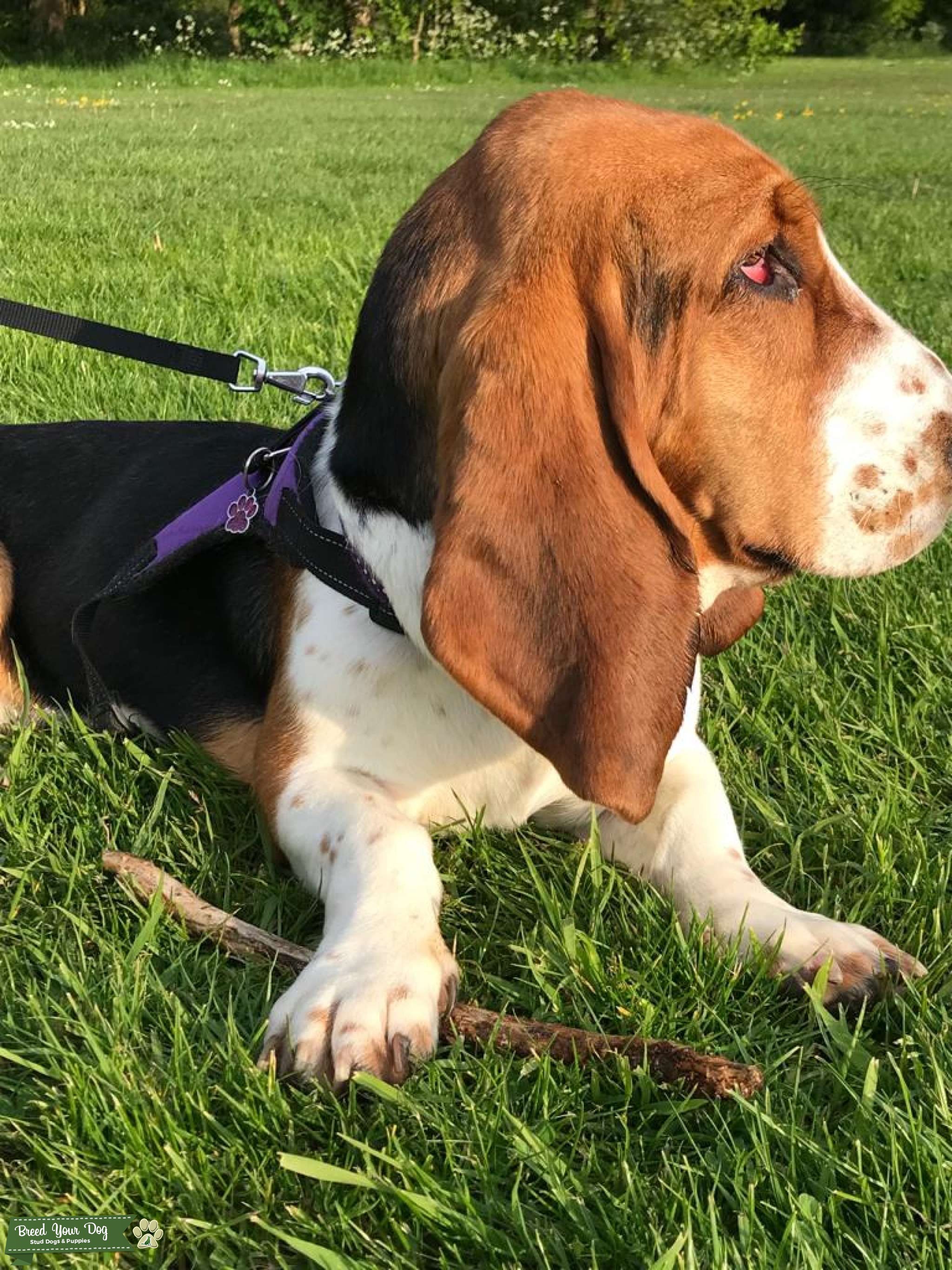 Basset hound - Stud Dog Hampshire / Surrey - Breed Your Dog