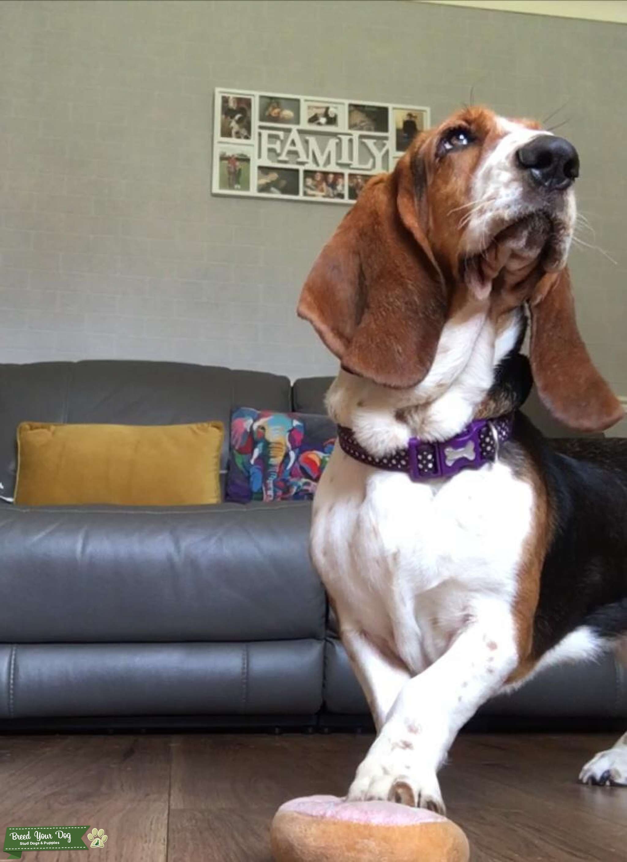 Basset hound - Stud Dog Hampshire / Surrey - Breed Your Dog