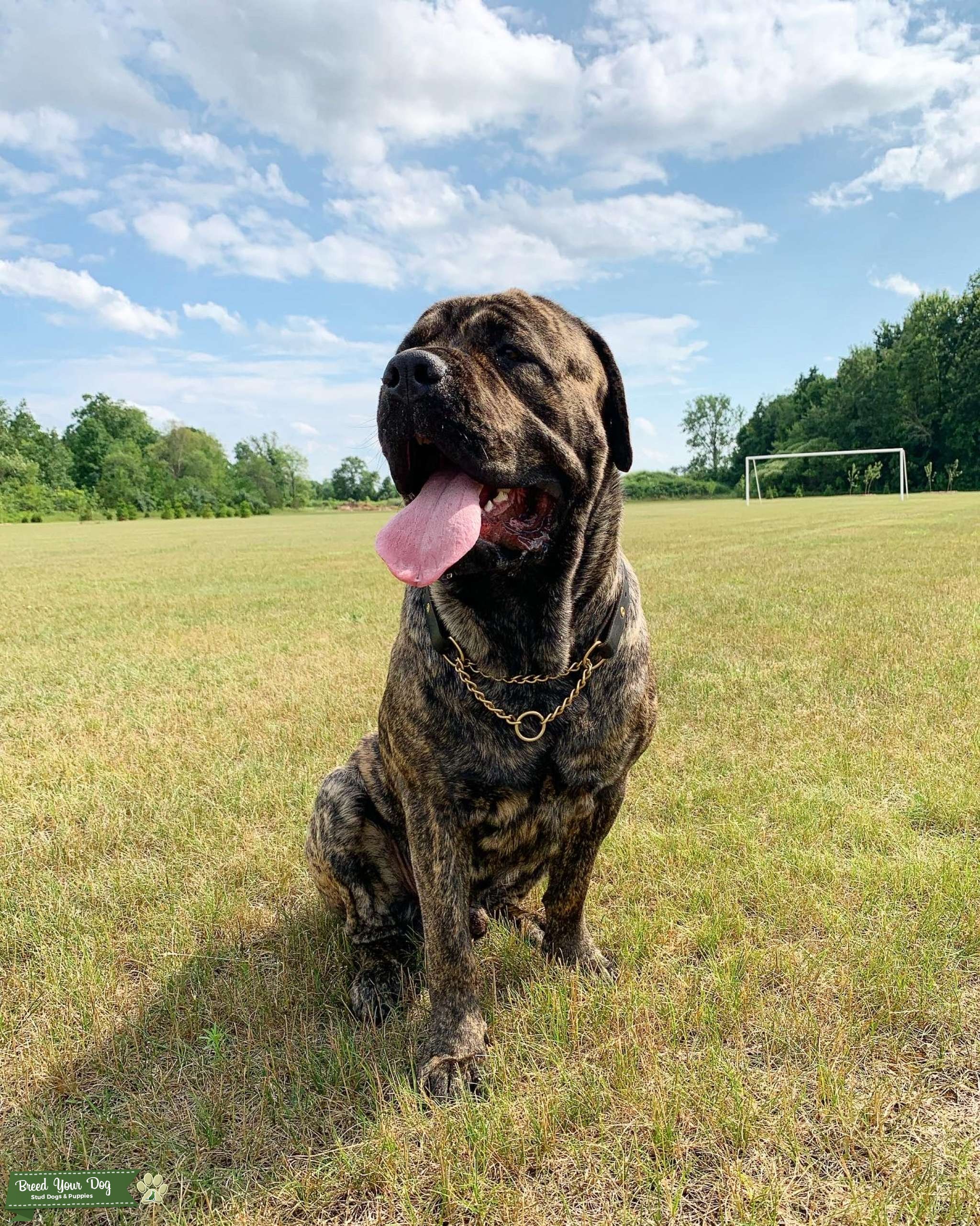 Brindle Cane Corso / Rottweiler healthy 140lbs - Stud Dog Ontario ...