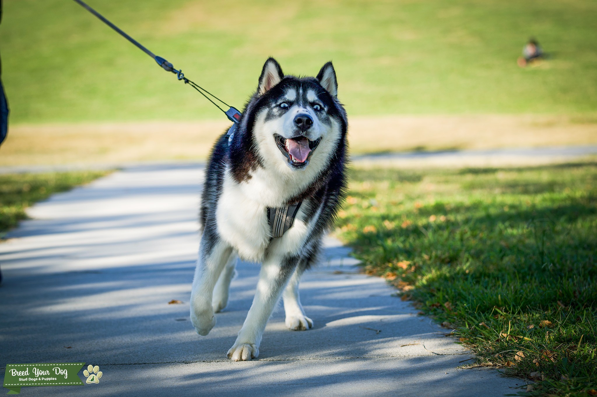 AKC Stud Siberian Husky - Free Stud Service - Stud Dog in Virginia, the ...