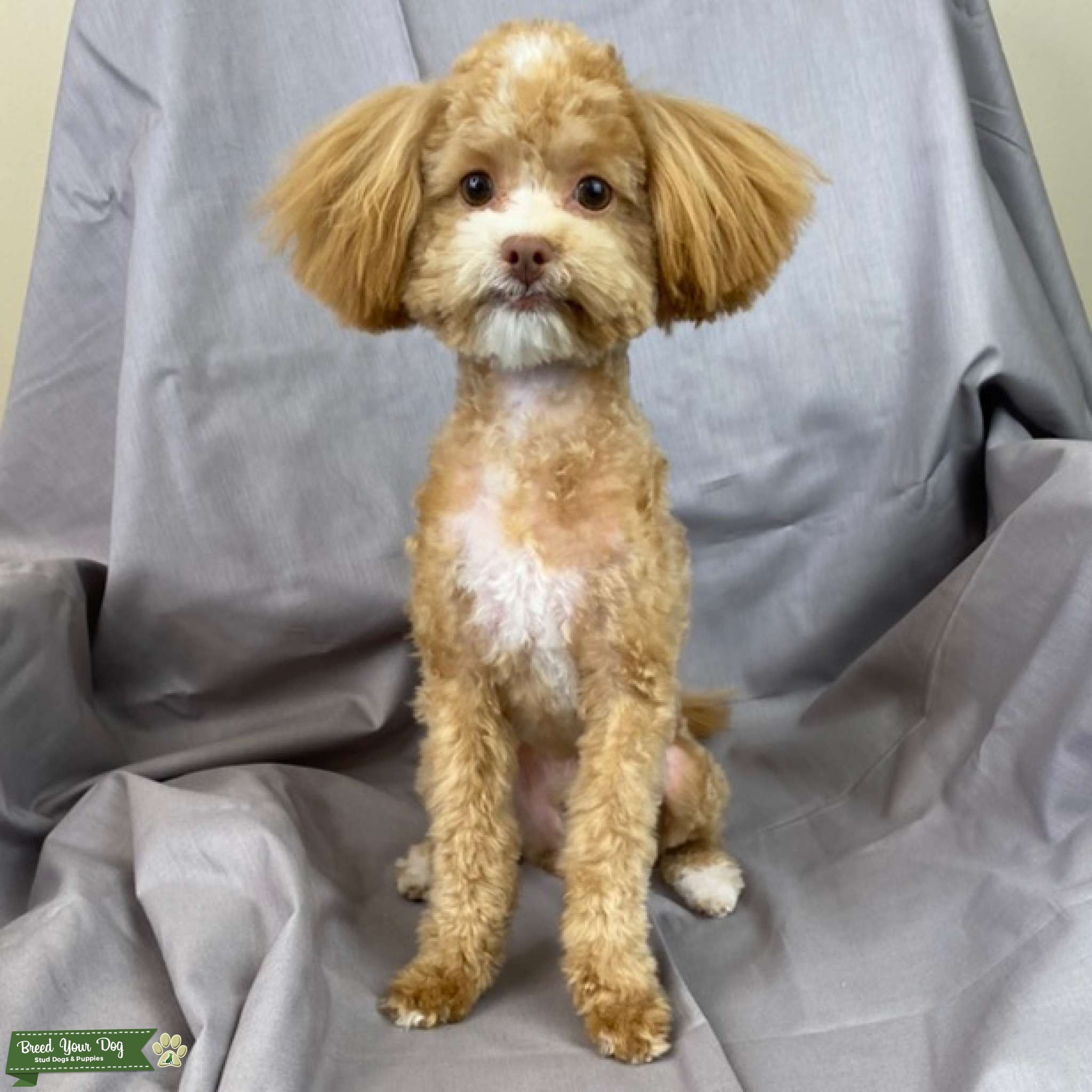 5lbs Micro Maltipoo Golden/white - Stud Dog UT - Breed Your Dog