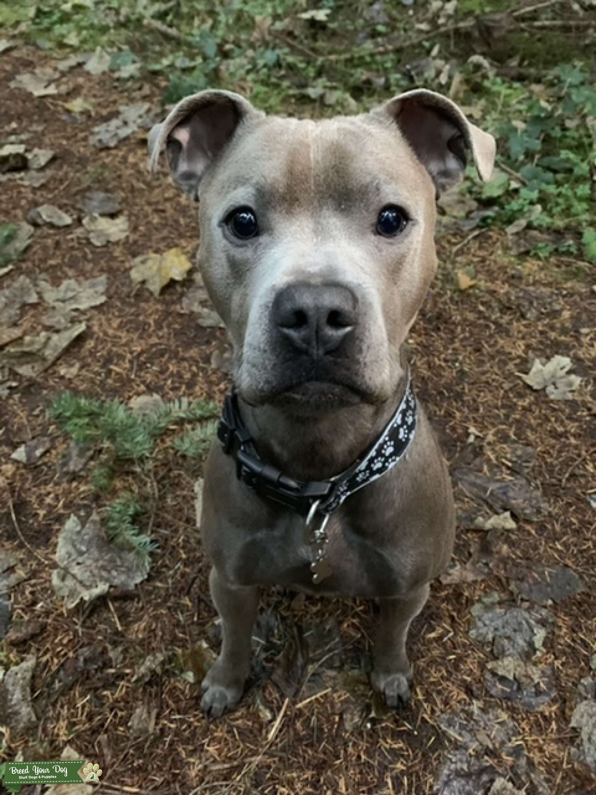 Blue Staffie X Boxer - Stud Dog in Suffolk , the United States | Breed ...