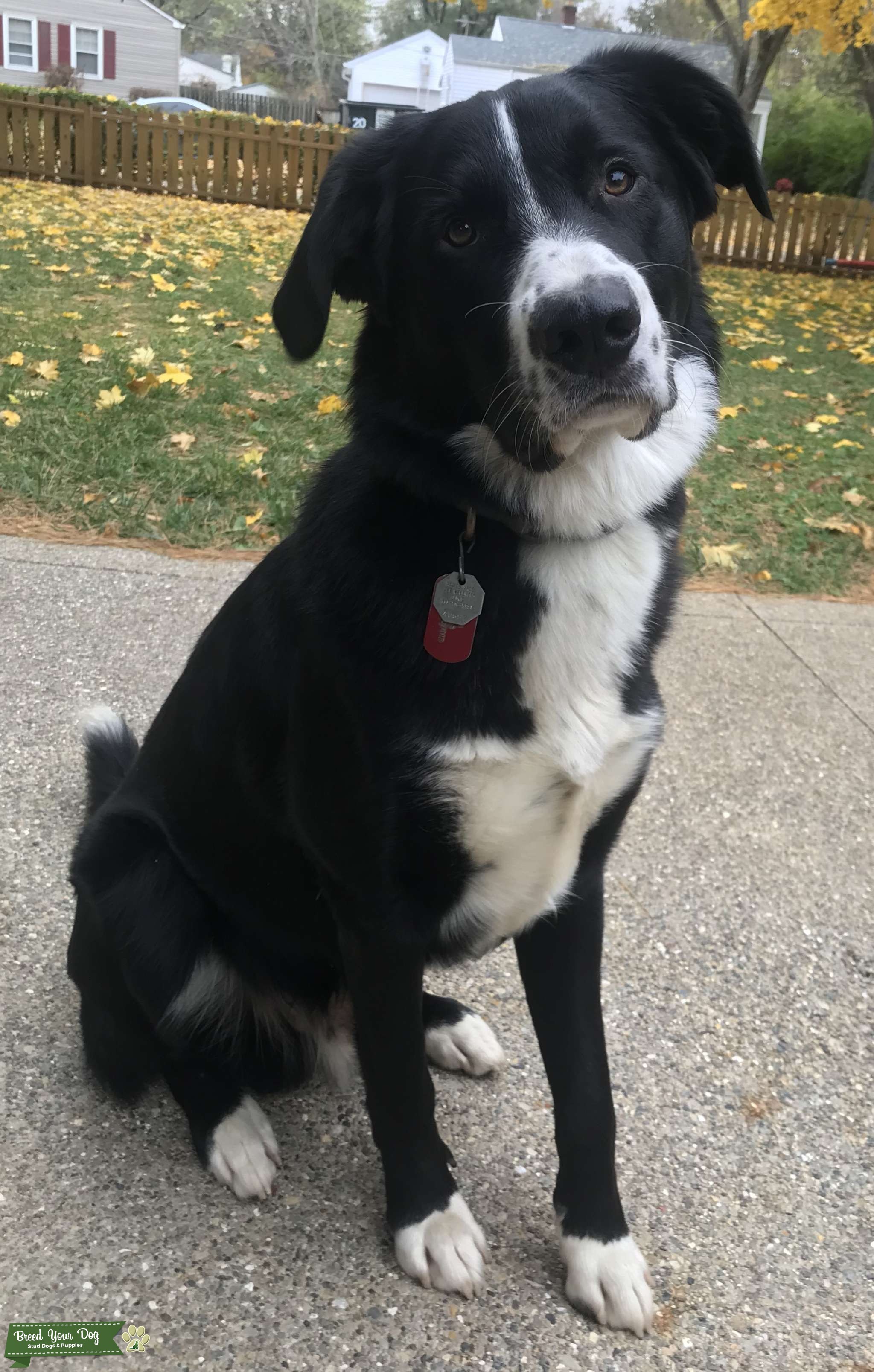 Black and White Border Collie Mix Stud - Stud Dog in Indiana, the ...