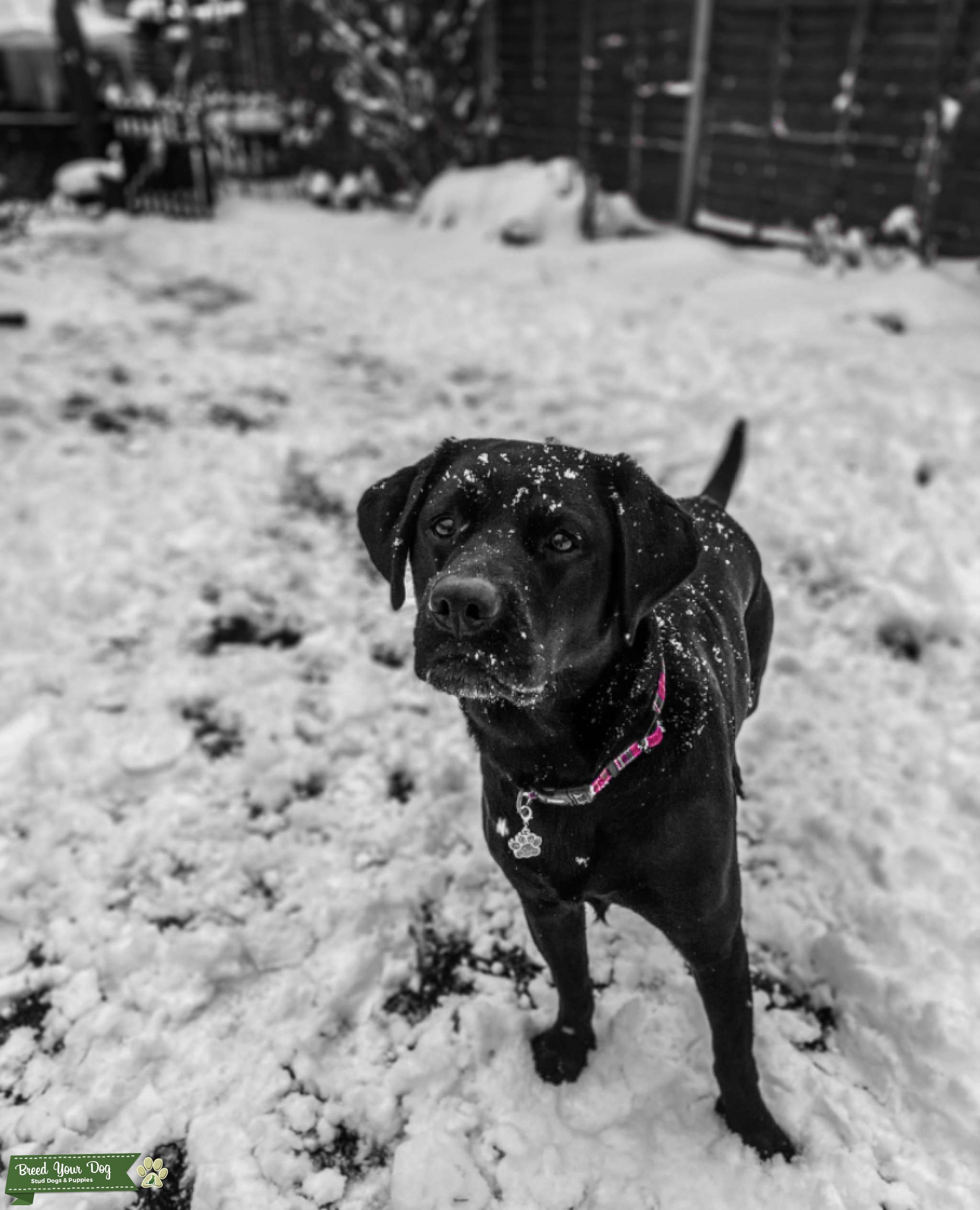 Black KC registered pedigree Labrador with field champion blood line ...