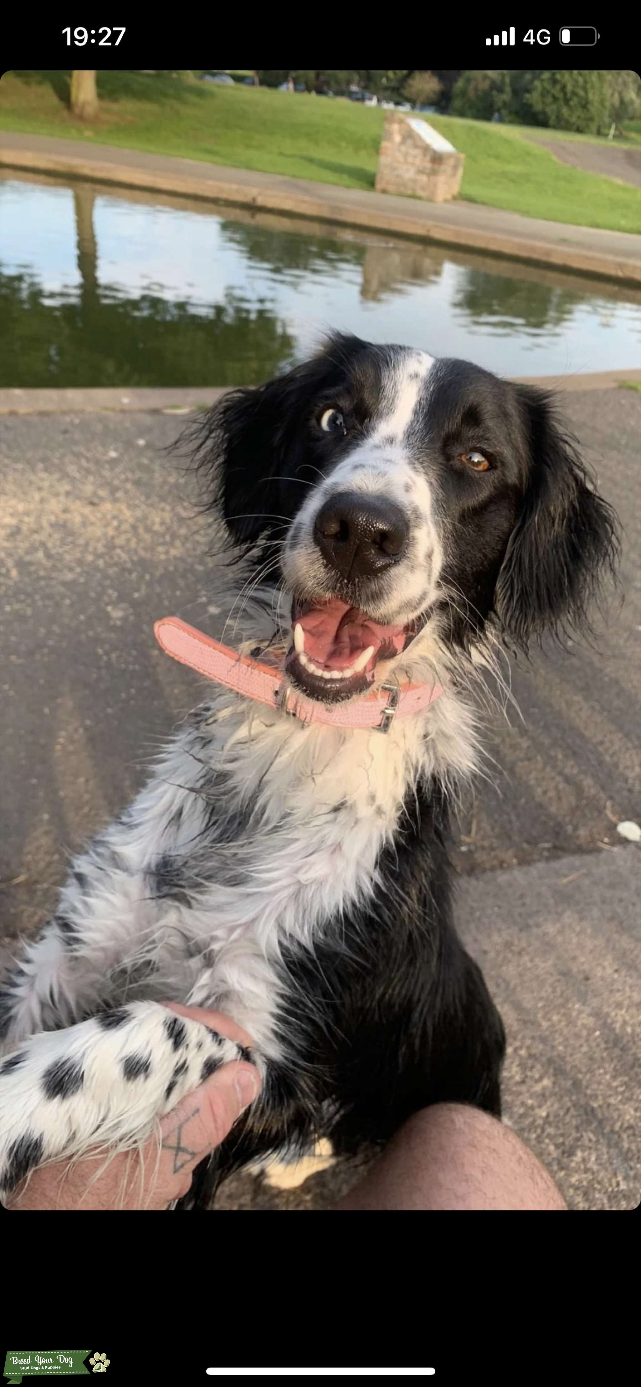 Collie x springer - Stud Dog in Bristol , the United States | Breed ...