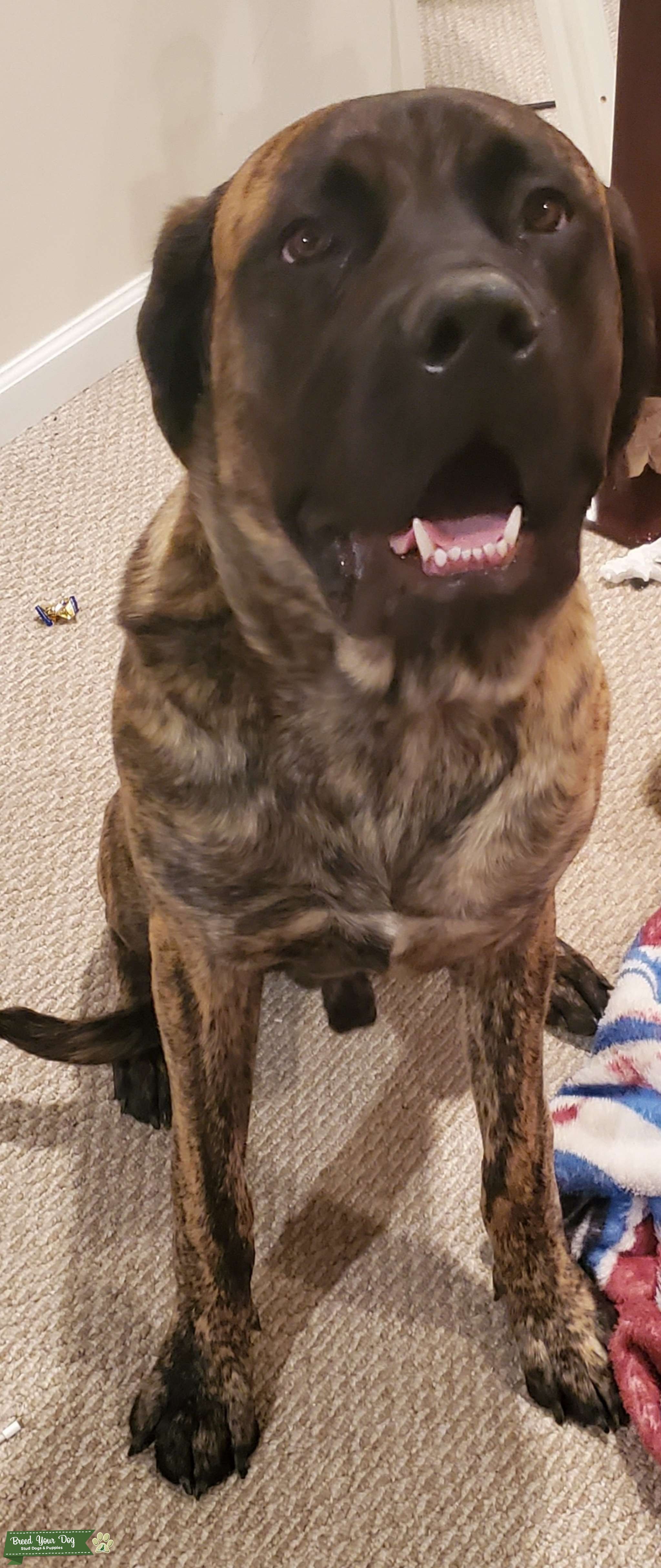 Brindle English Mastiff stud - Stud Dog in Virginia, the United States ...