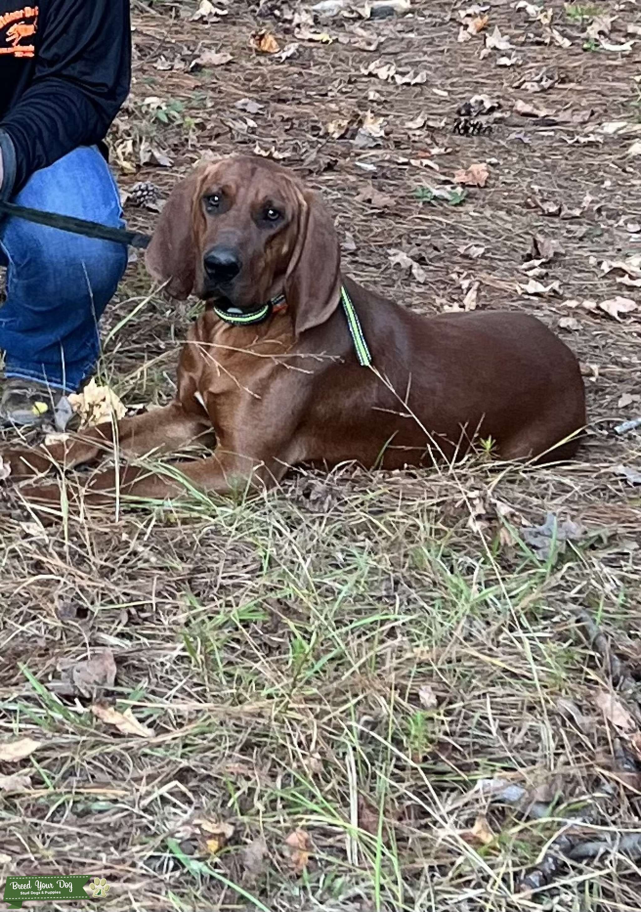 Redbone Coonhound - Stud Dog in AL, the United States | Breed Your Dog