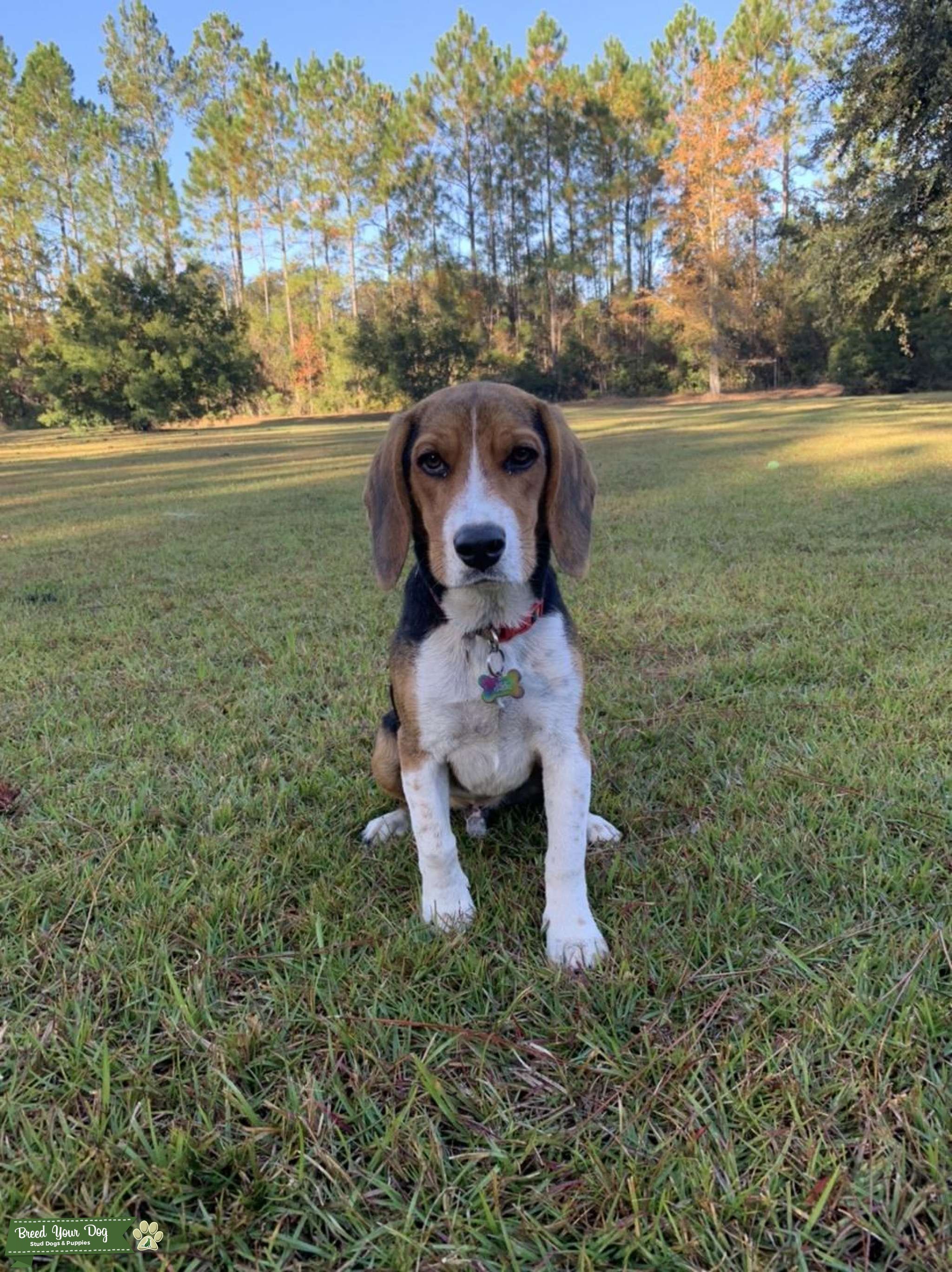 AKC champion beagle - Stud Dog in Georgia, the United States | Breed ...