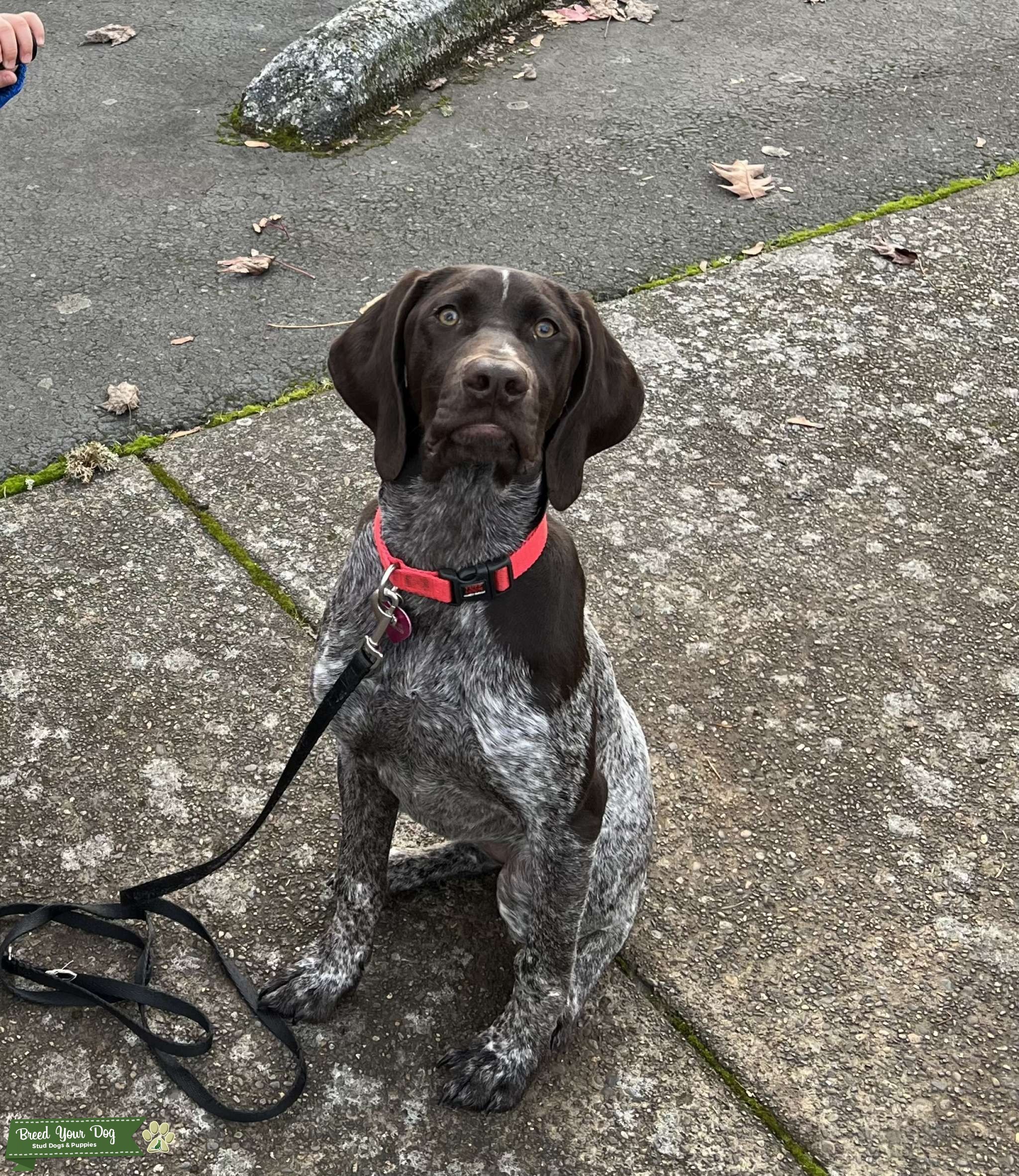 AKC GSP FEMALE - Stud Dog in Oregon, United States | Breed Your Dog