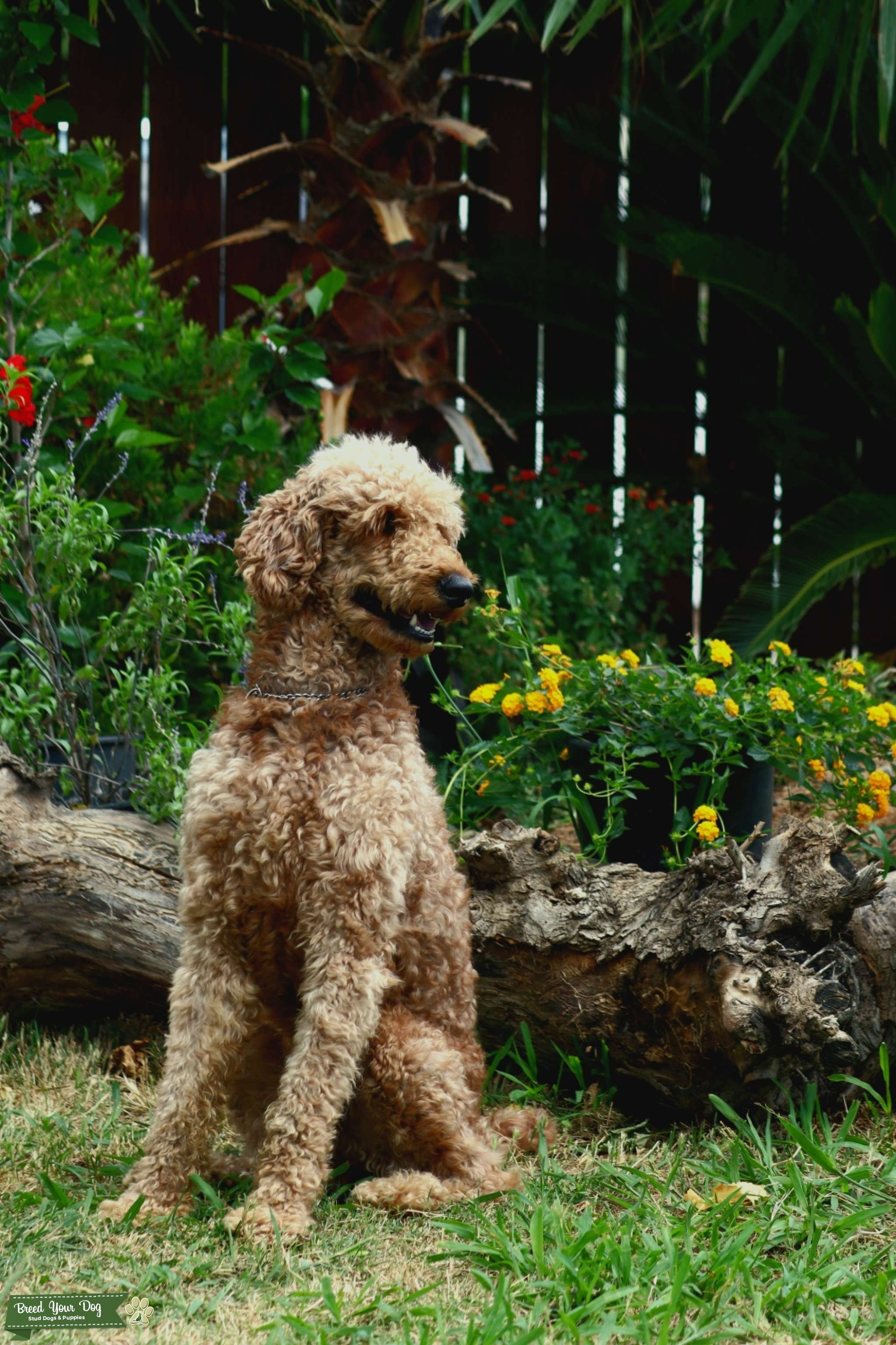 AKC Standard Poodle - Stud Dog in California, the United States | Breed ...