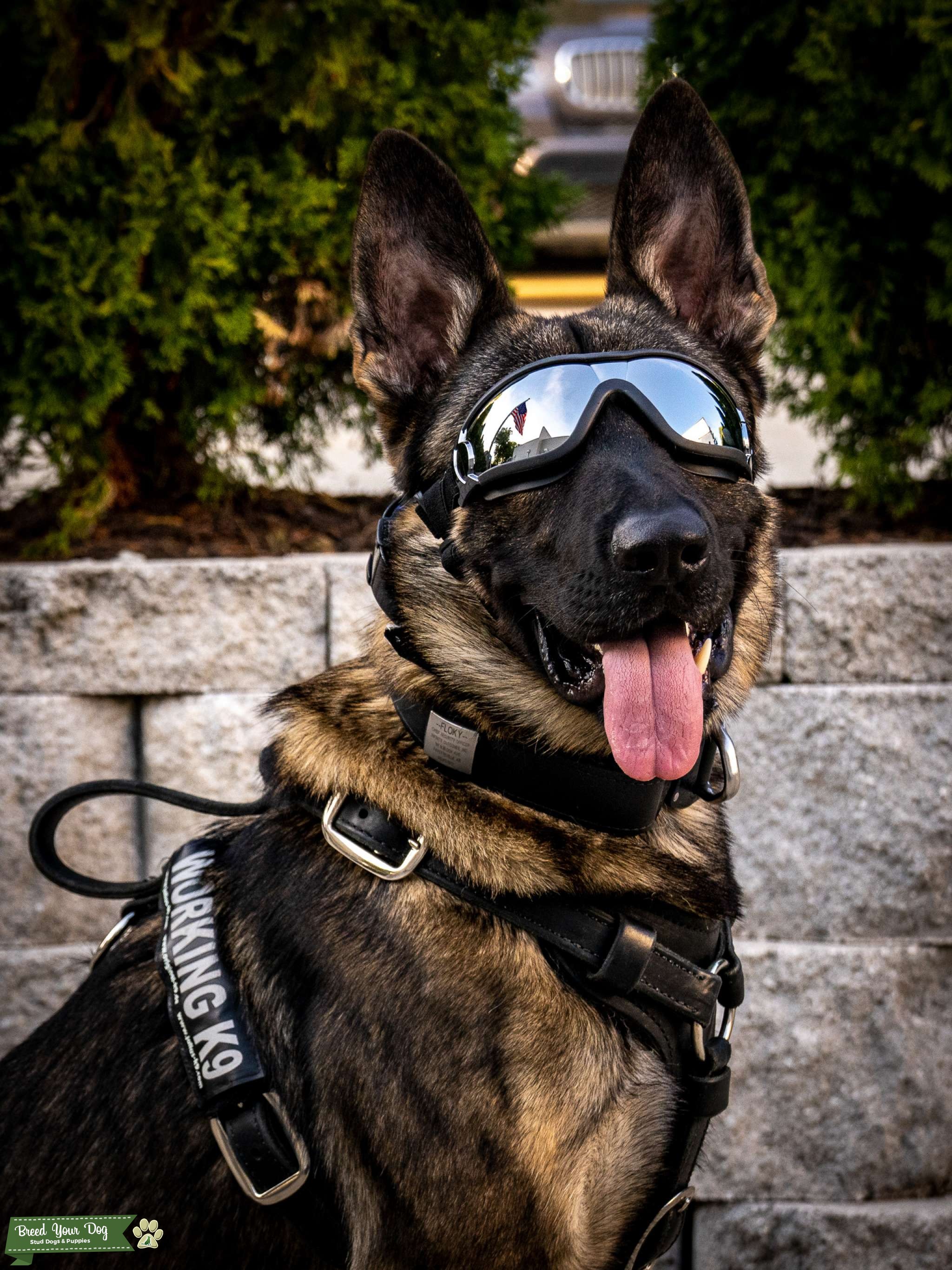 DNA tested, Certified EDD working dog - Stud Dog in AR, the United ...