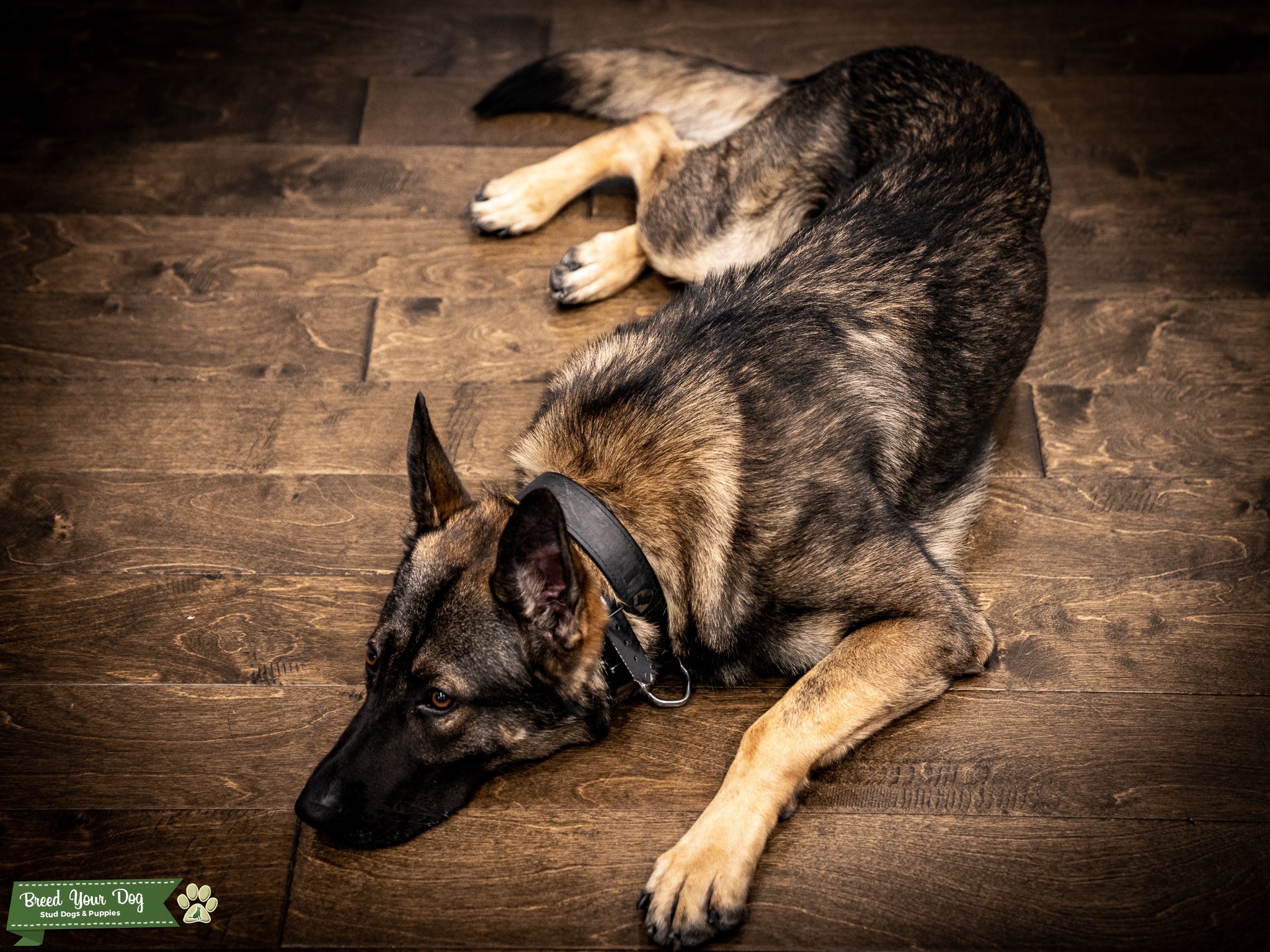 DNA tested, Certified EDD working dog - Stud Dog in AR, the United ...