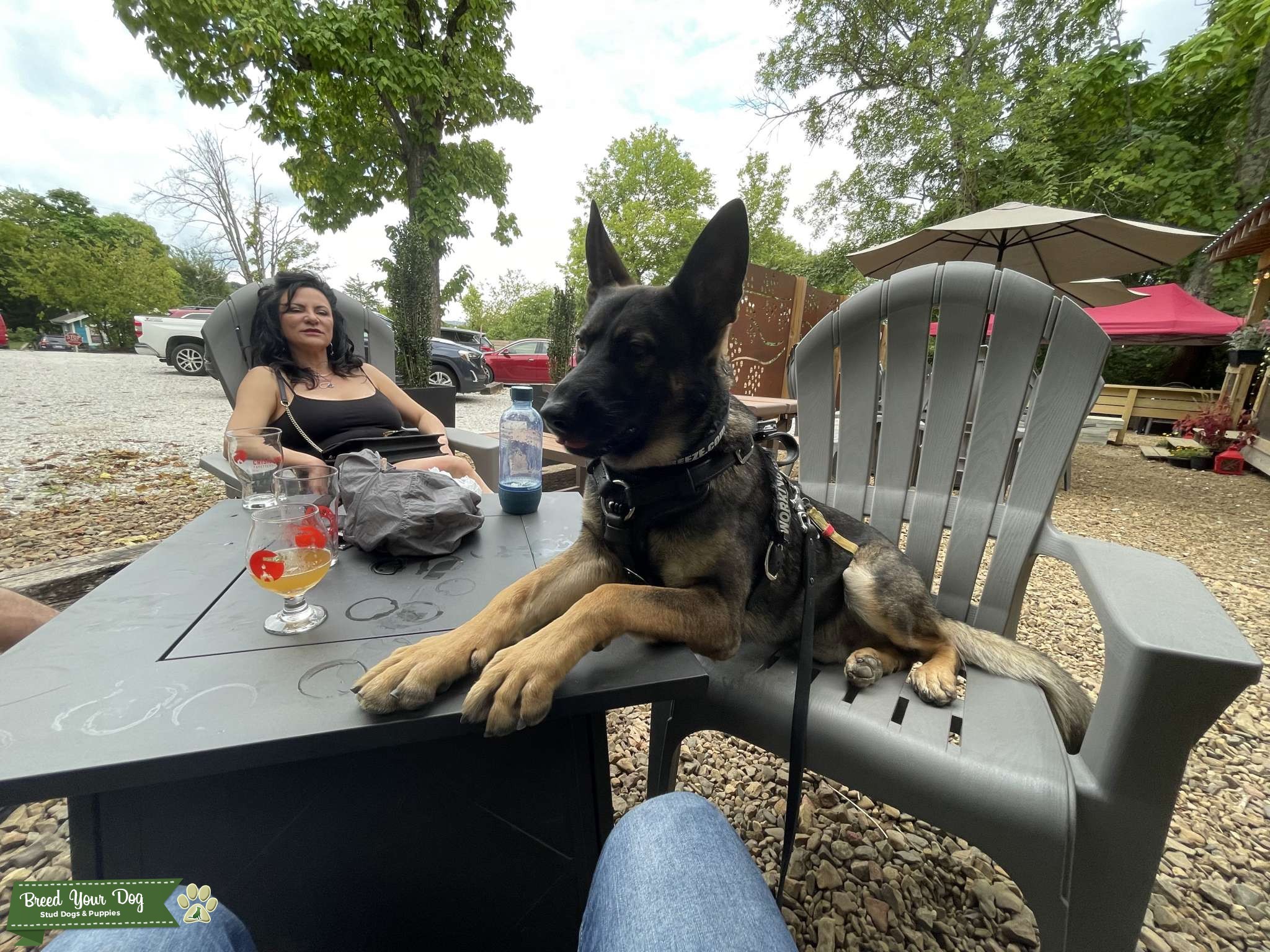 DNA tested, Certified EDD working dog - Stud Dog in AR, the United ...