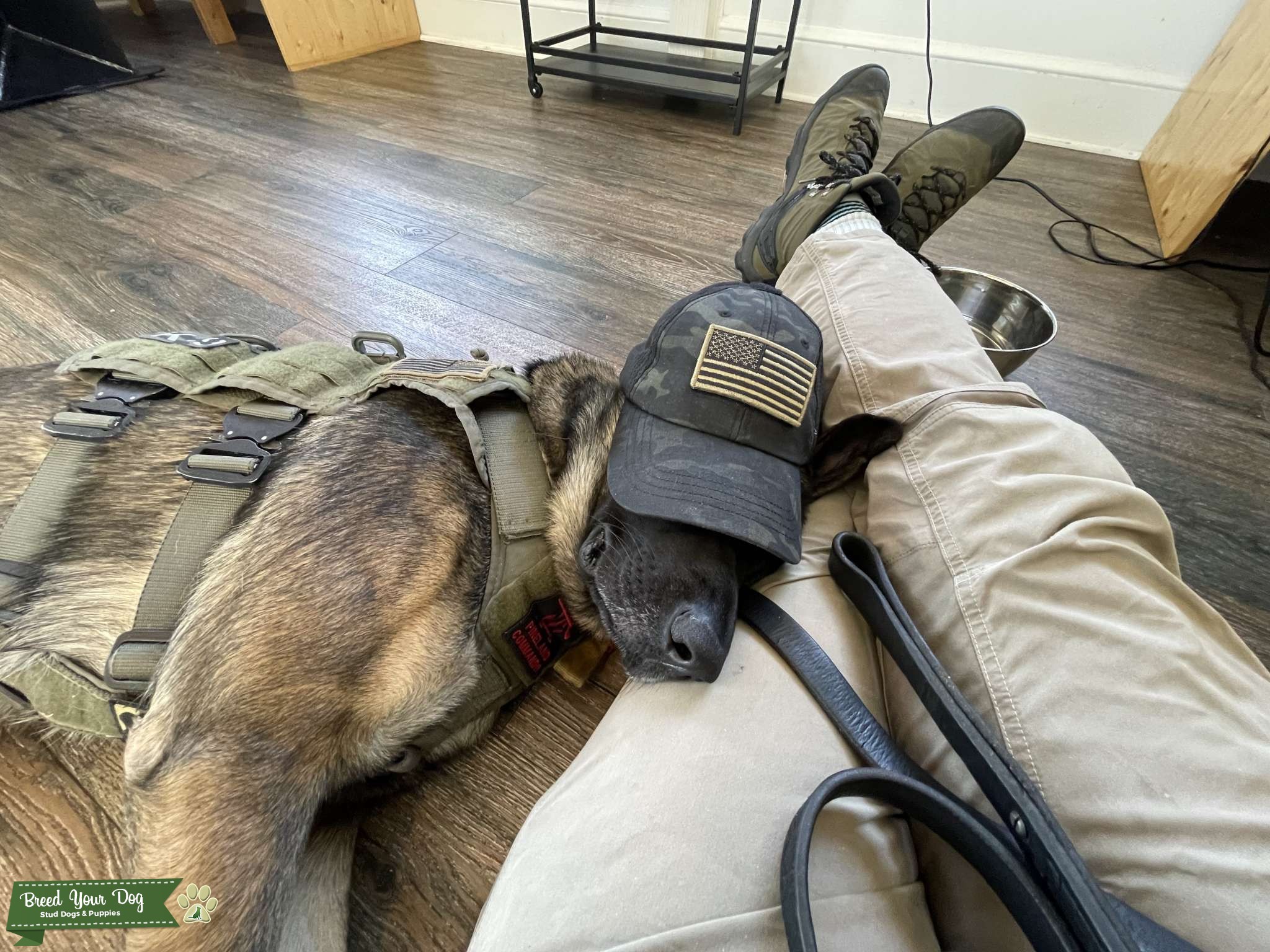 DNA tested, Certified EDD working dog - Stud Dog in AR, the United ...