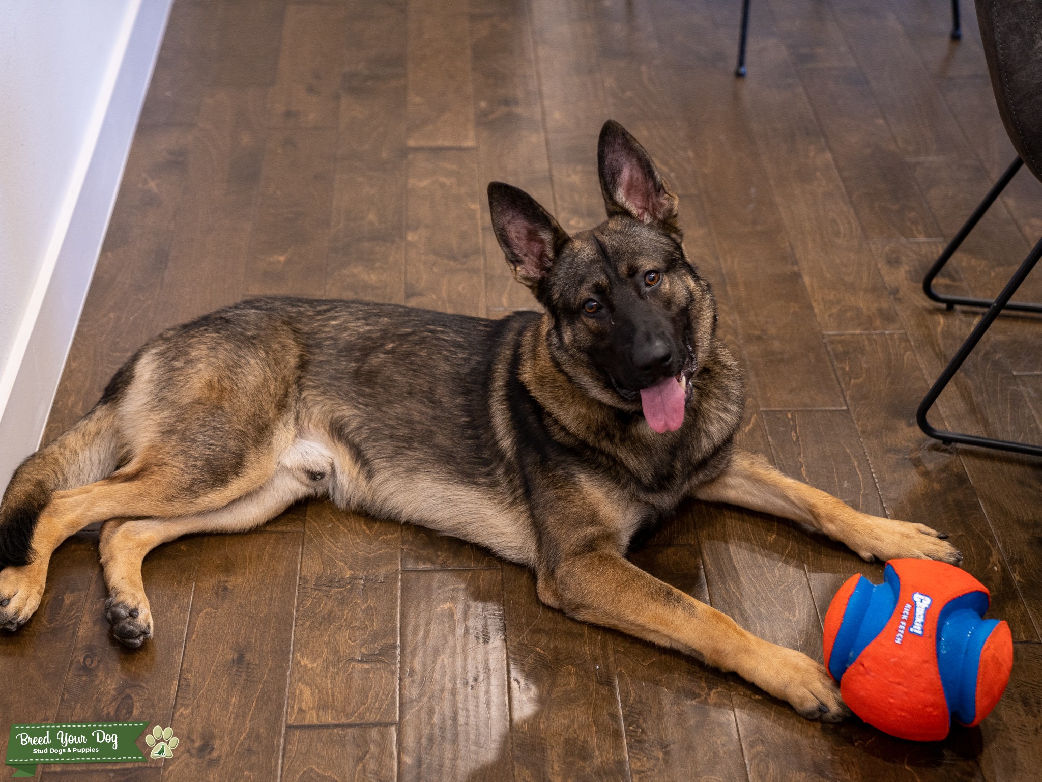 DNA tested, Certified EDD working dog - Stud Dog in AR, the United ...
