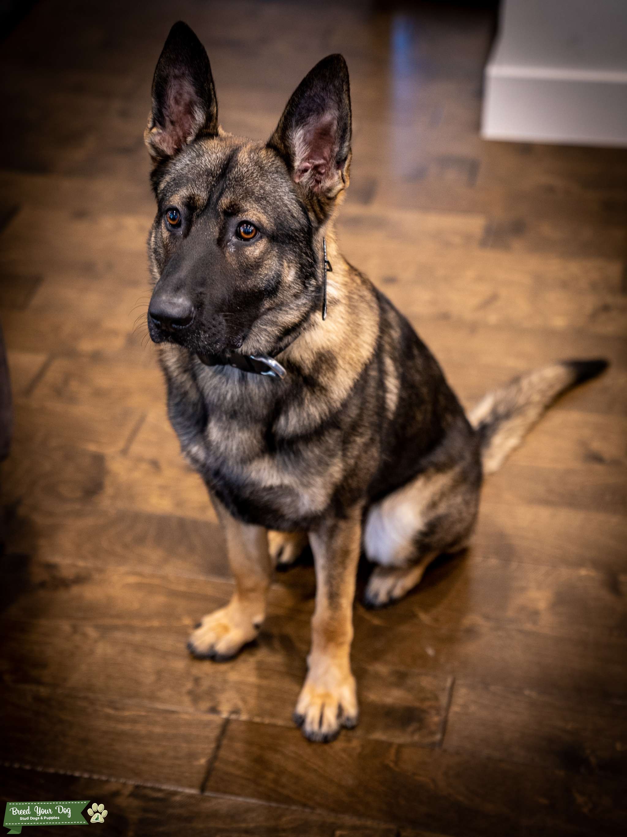 DNA tested, Certified EDD working dog - Stud Dog in AR, the United ...