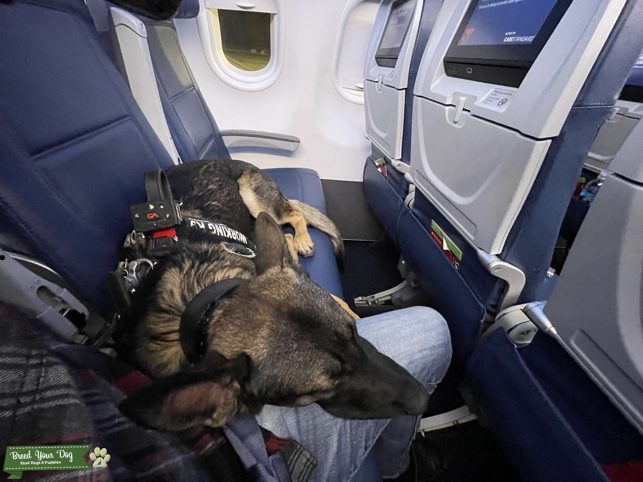 DNA tested, Certified EDD working dog - Stud Dog in AR, the United ...