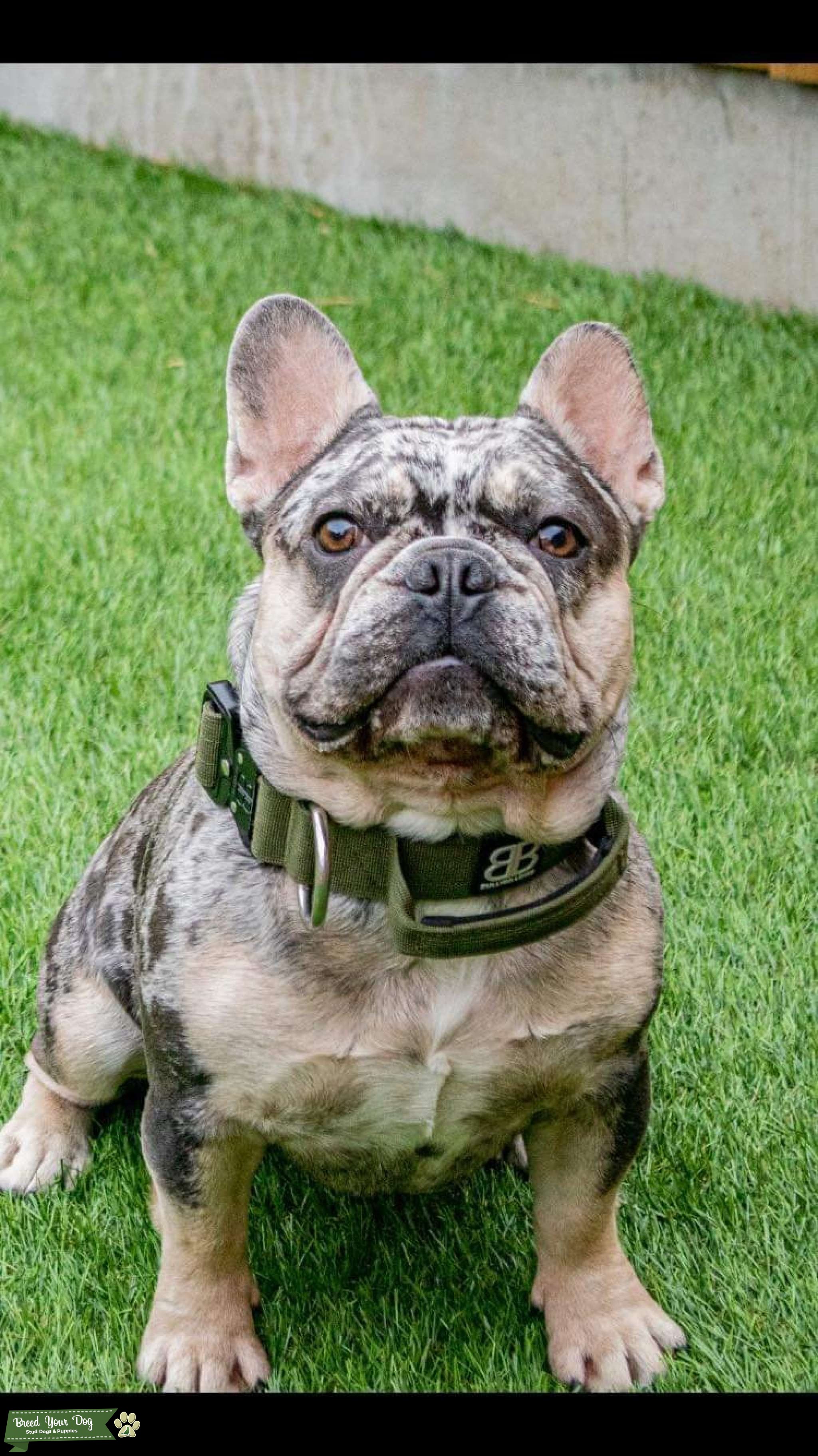 Blue tri Merle carrying cream and choc - Stud Dog in West Yorkshire ...