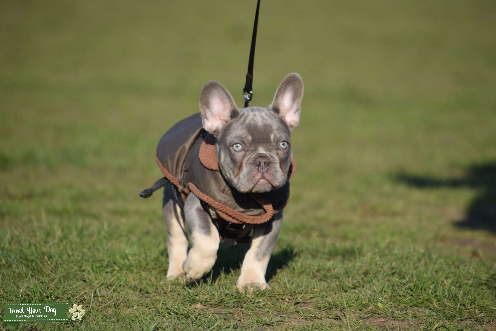 Frenchie Male - Blue & Tan carries Isabella - Stud Dog in Hertfordshire ...