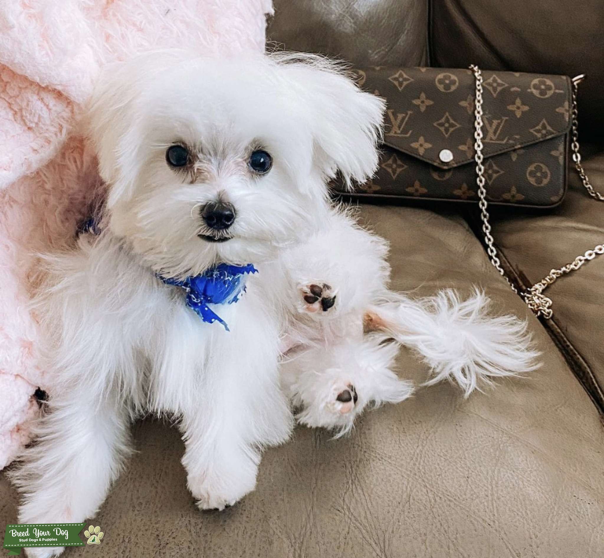 White Mini Male Maltese - Stud Dog in Florida , United States | Breed ...