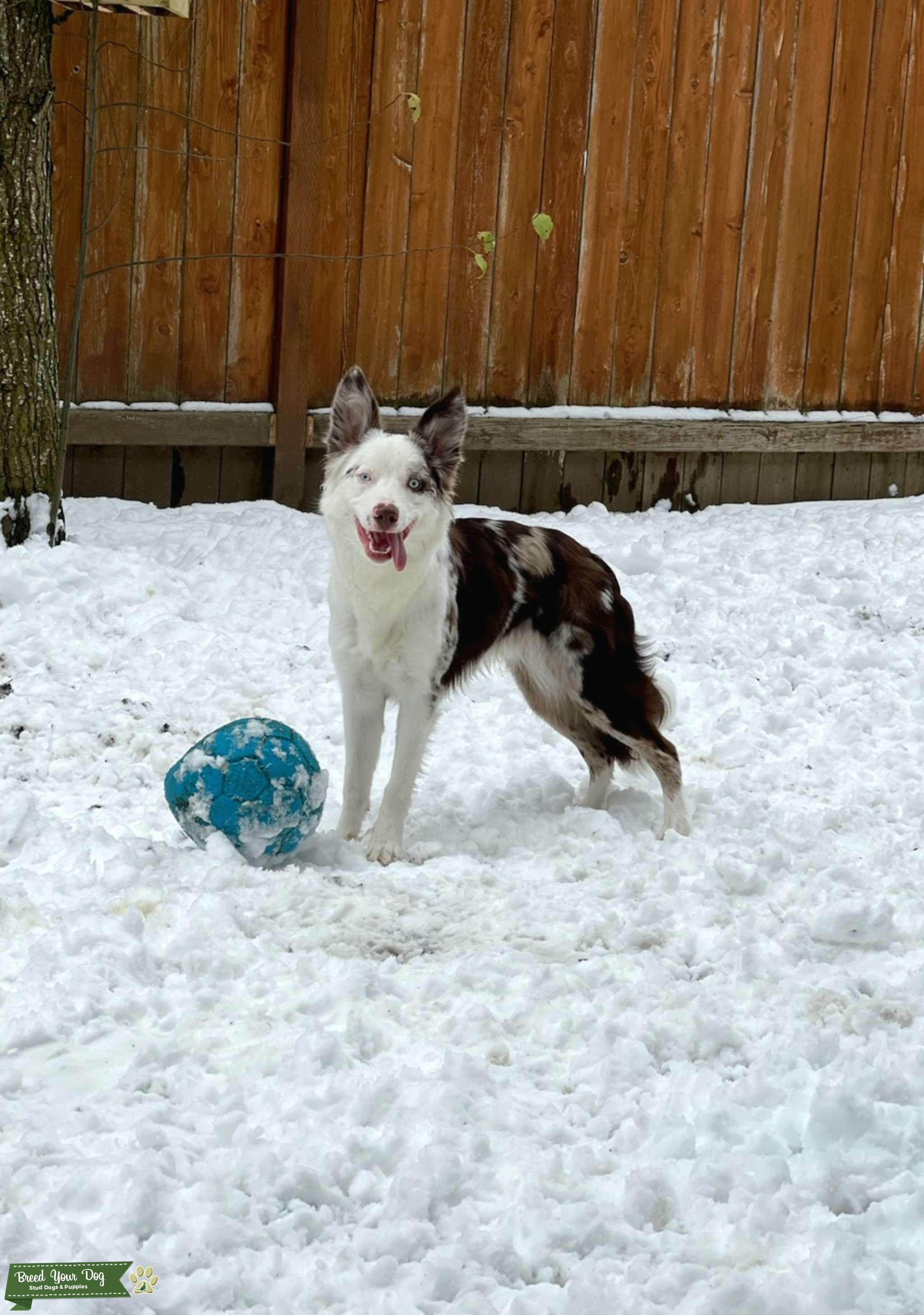 Border Collie mini Aussie - Stud Dog in WA, the United States | Breed ...