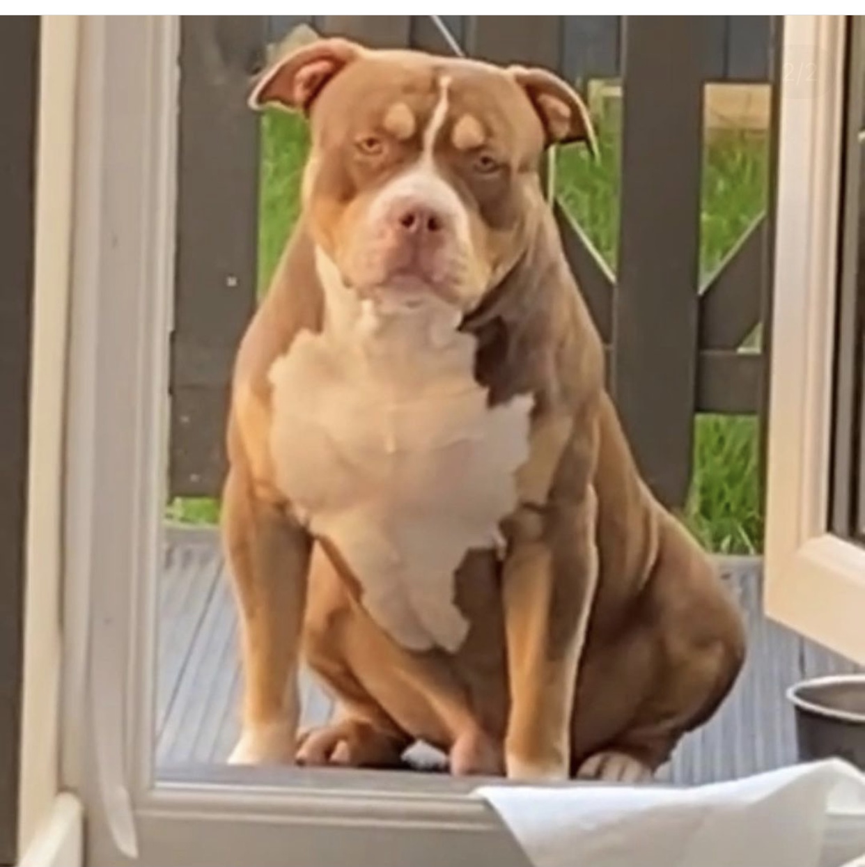 Chocolate tri American xl bully - Stud Dog in London, United Kingdom ...