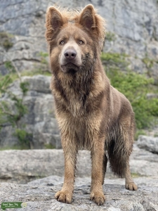 What Is An Isabella German Shepherd