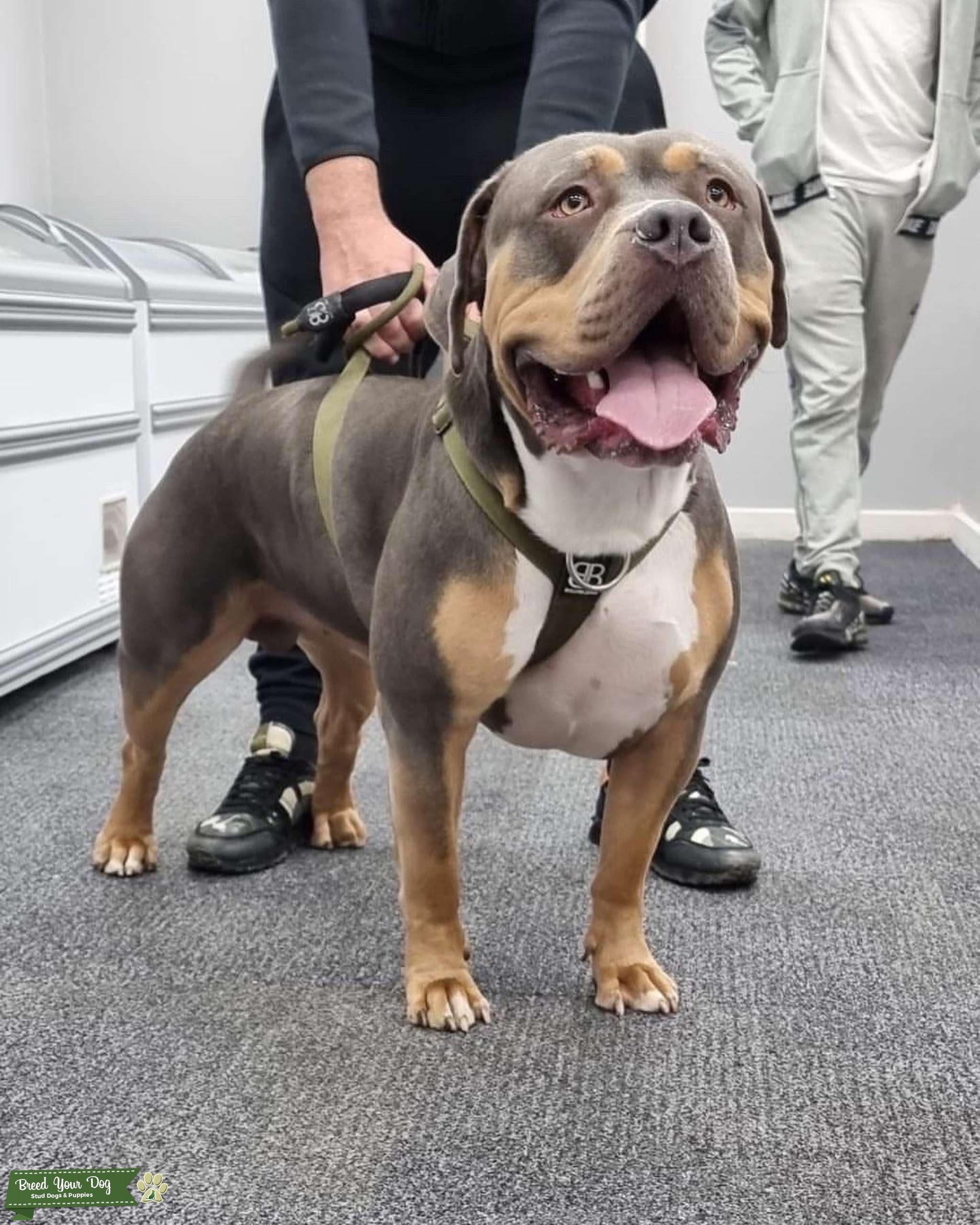 BLUE TRI XL BULLY FOR STUD - Stud Dog Derby - Breed Your Dog