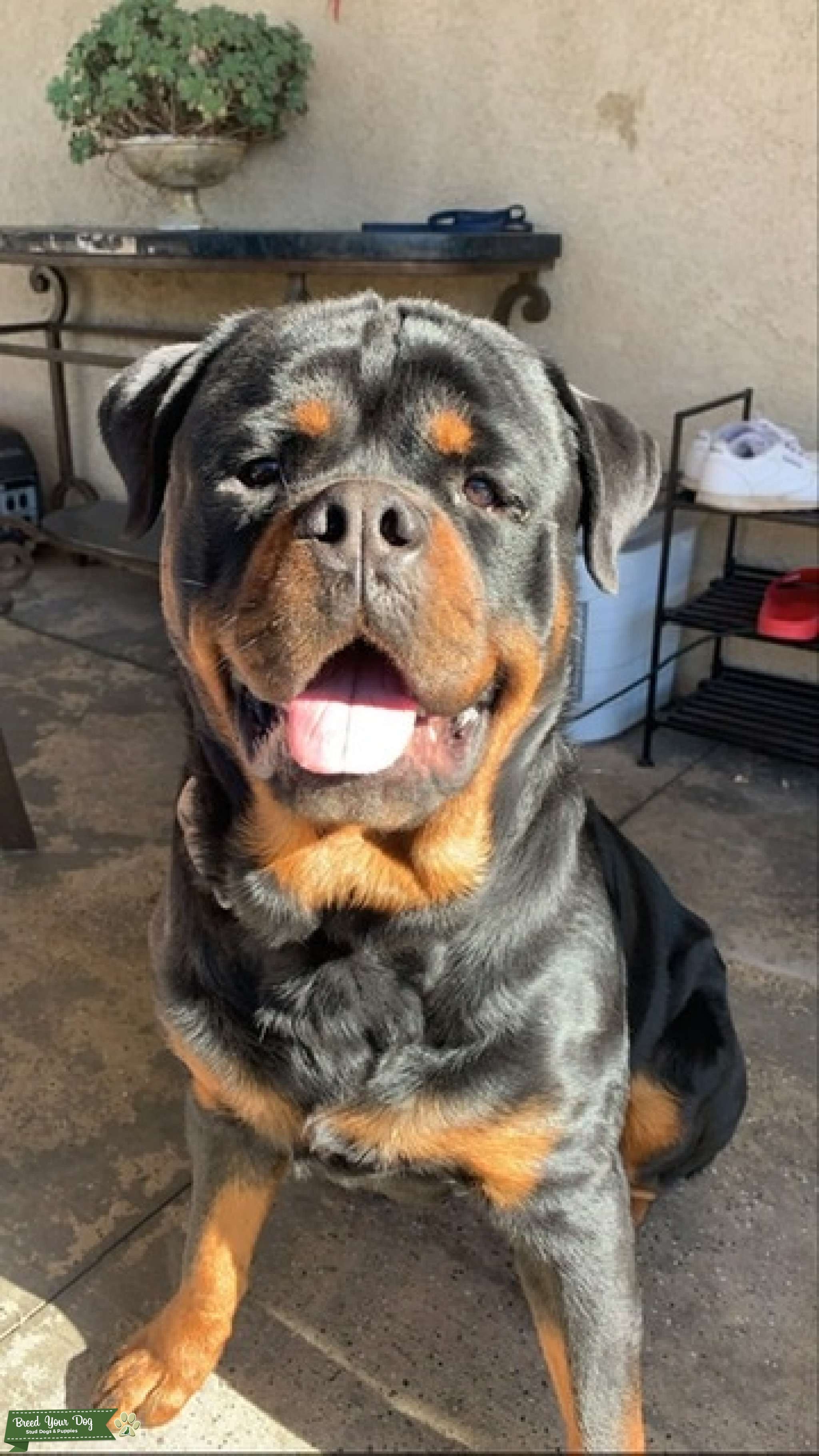 STUD - Stud Dog in California, United States | Breed Your Dog
