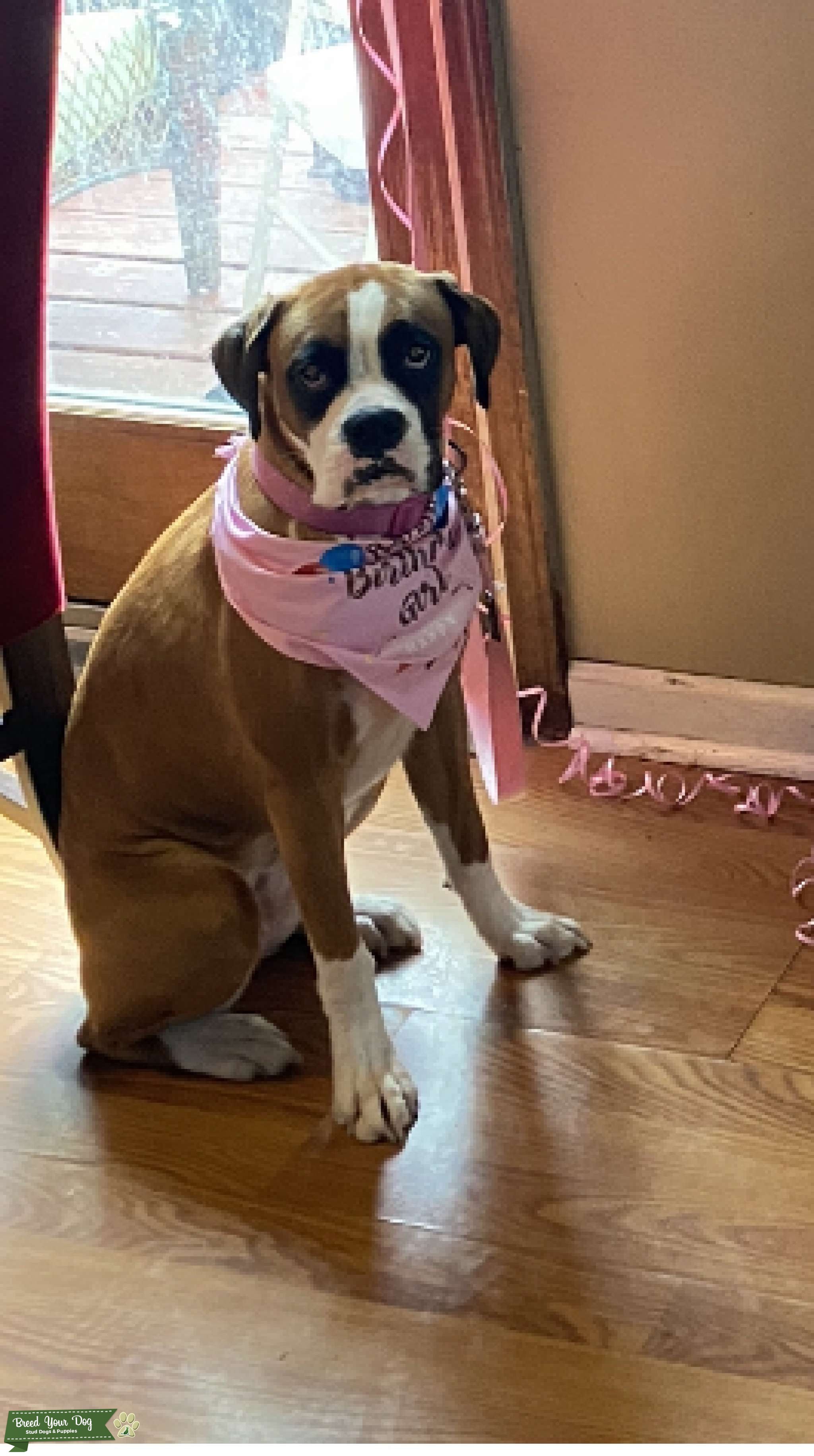 Female Boxer - Stud Dog Illinois - Breed Your Dog