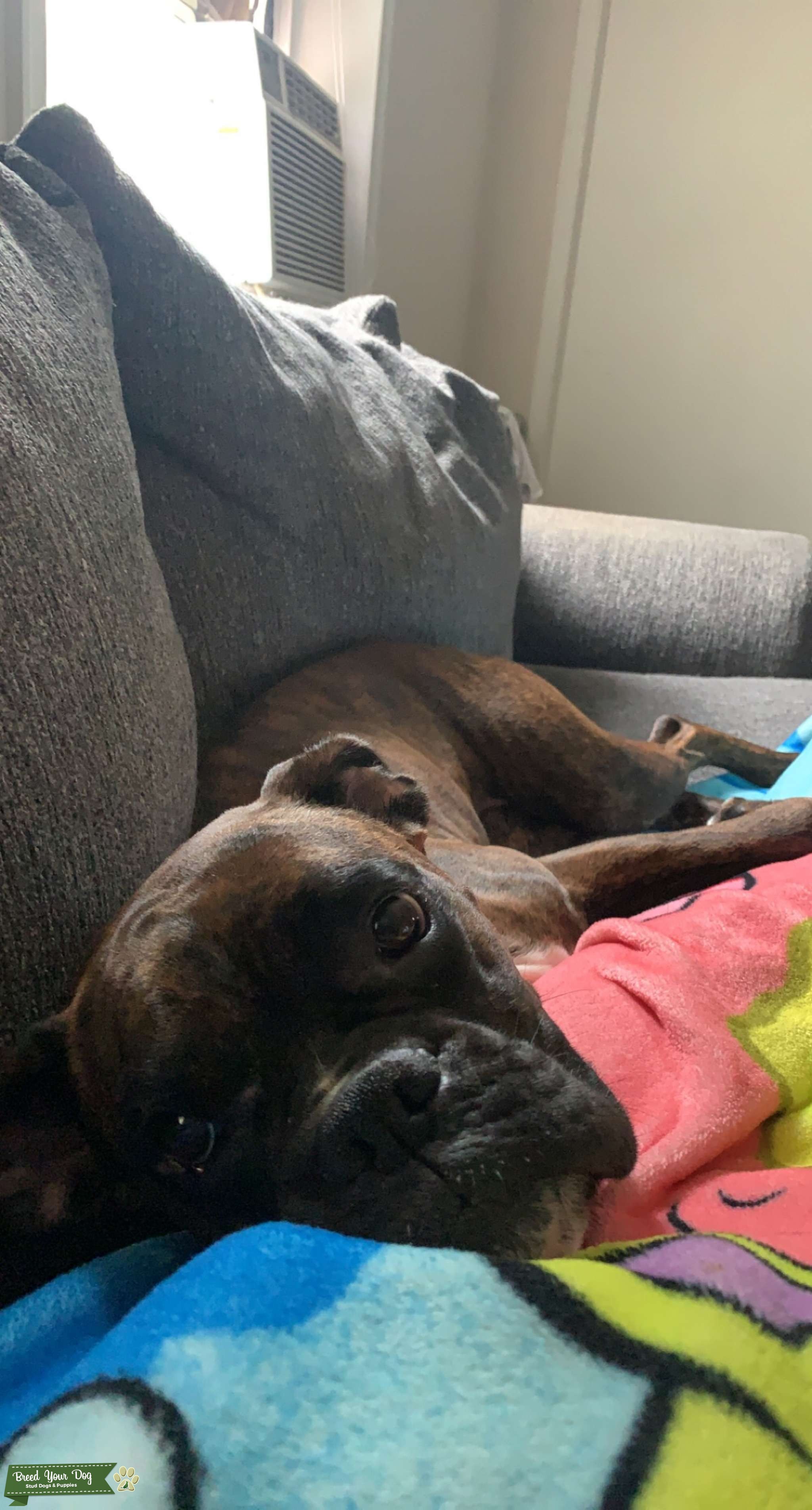 Full blooded boxer - Stud Dog in Ohio, United States | Breed Your Dog