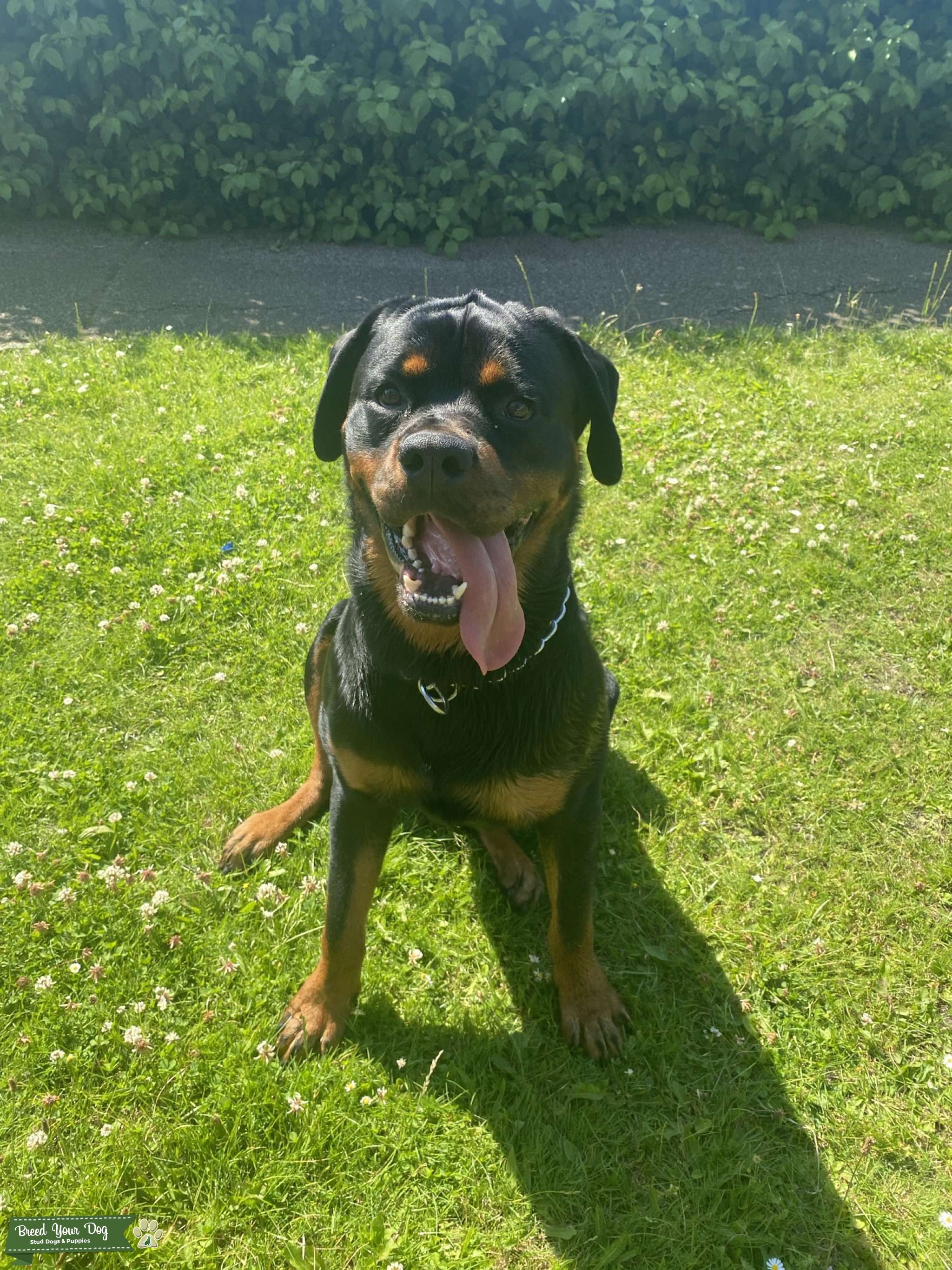 Pedigree Stud Rottweiler - Stud Dog North London - Breed Your Dog
