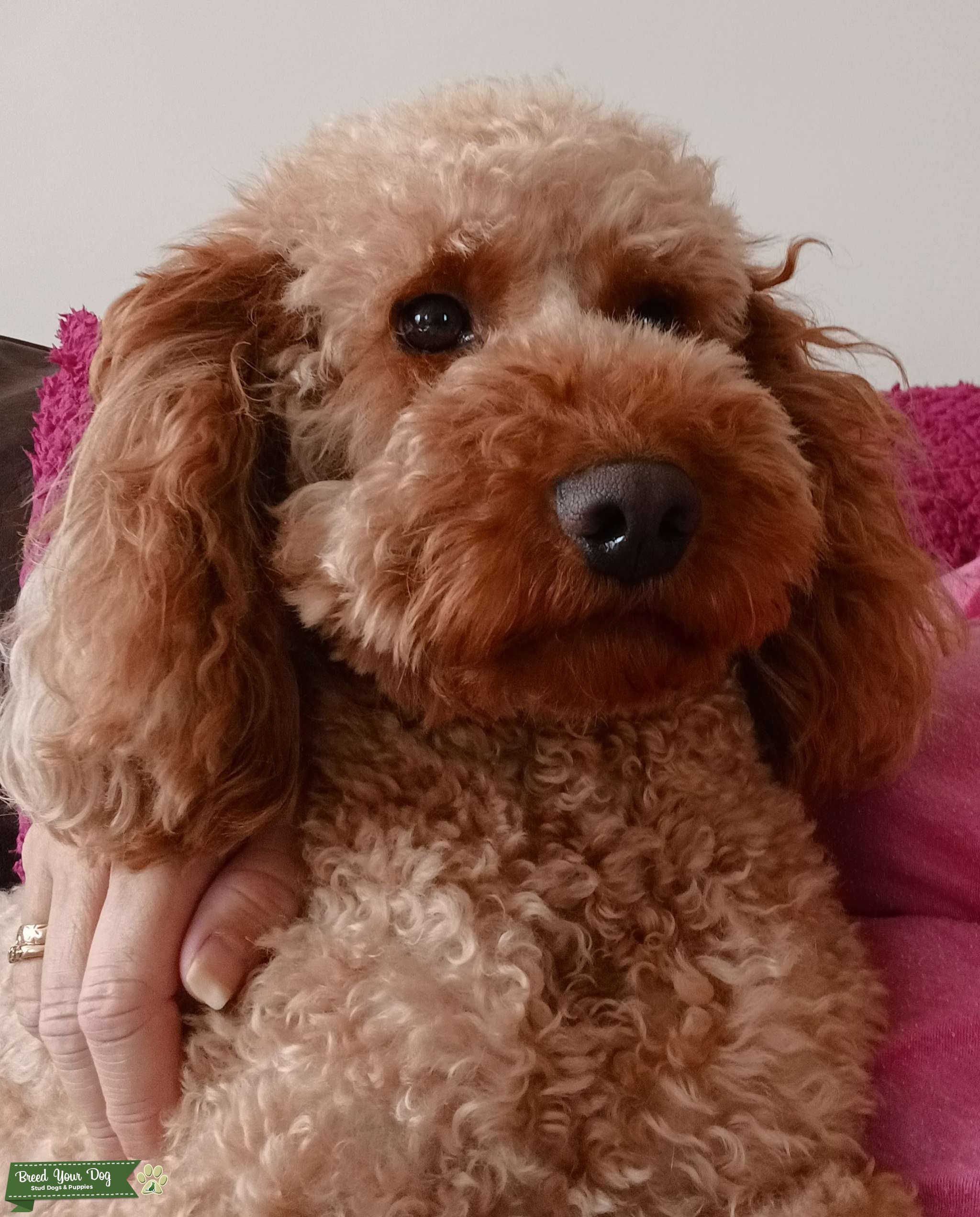 Red Miniature Poodle - Stud Dog in Norfolk, the United States | Breed ...