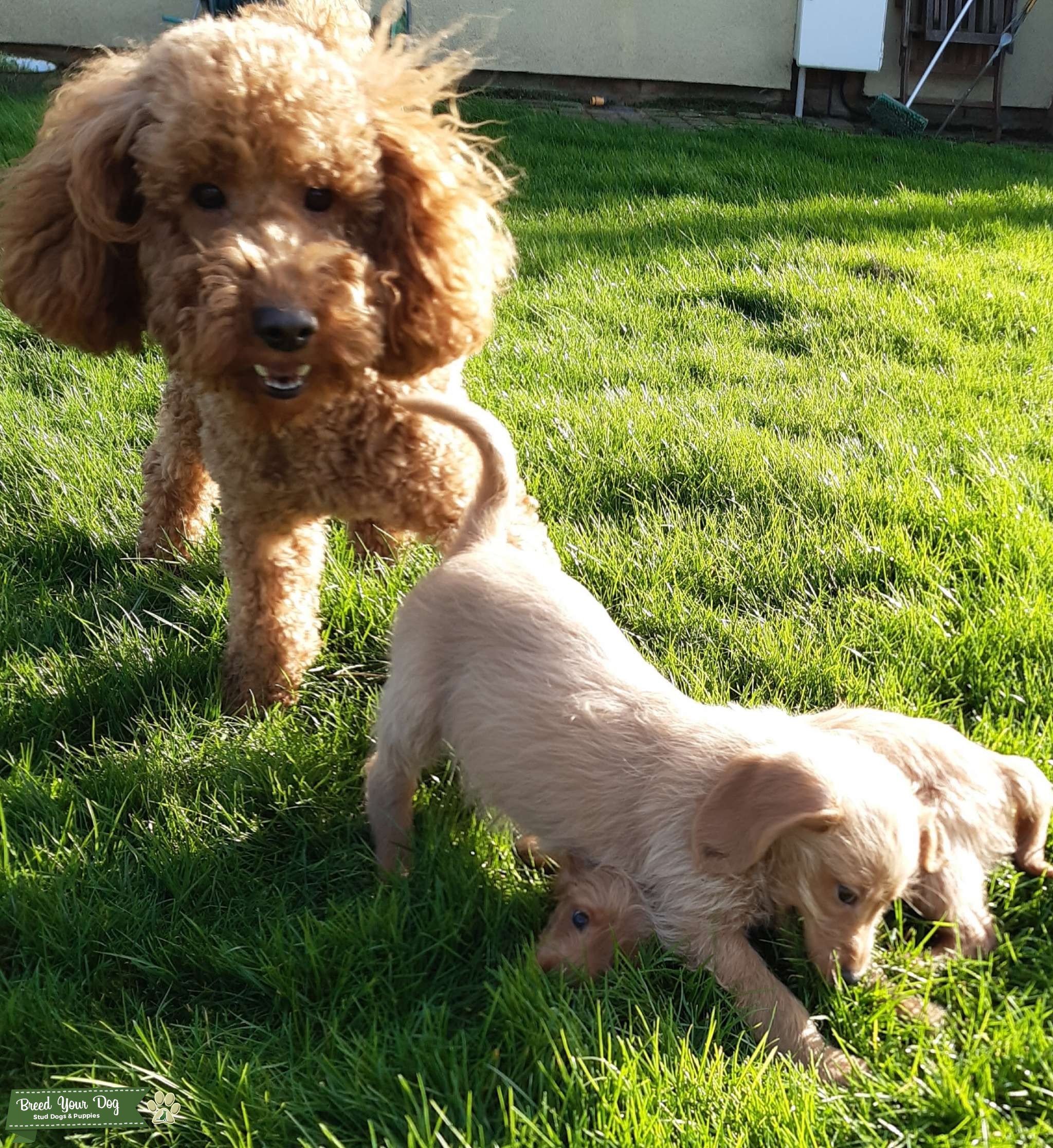 Red Miniature Poodle - Stud Dog in Norfolk, the United States | Breed ...