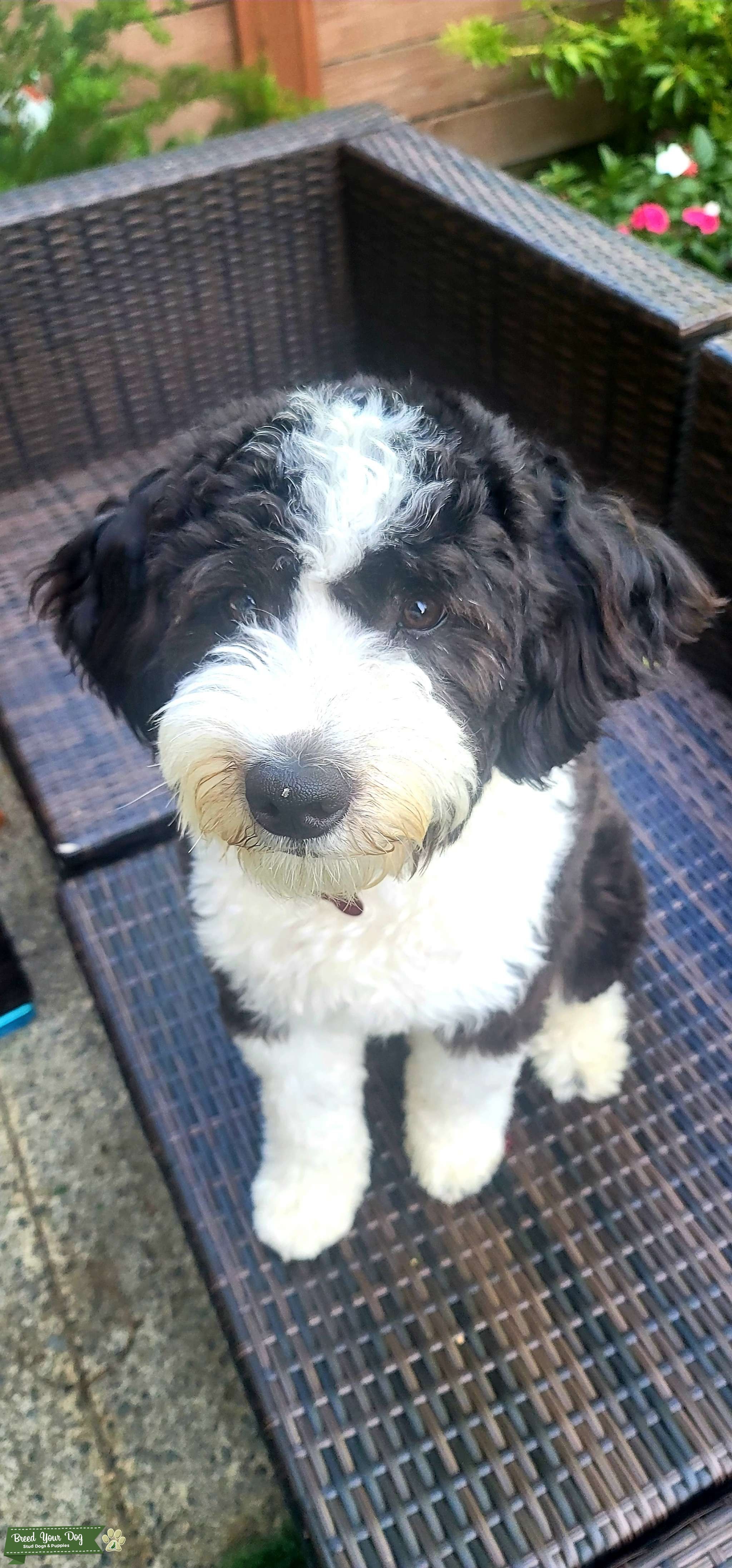 Young F1 SheepaDoodle Stud - Stud Dog King county - Breed Your Dog